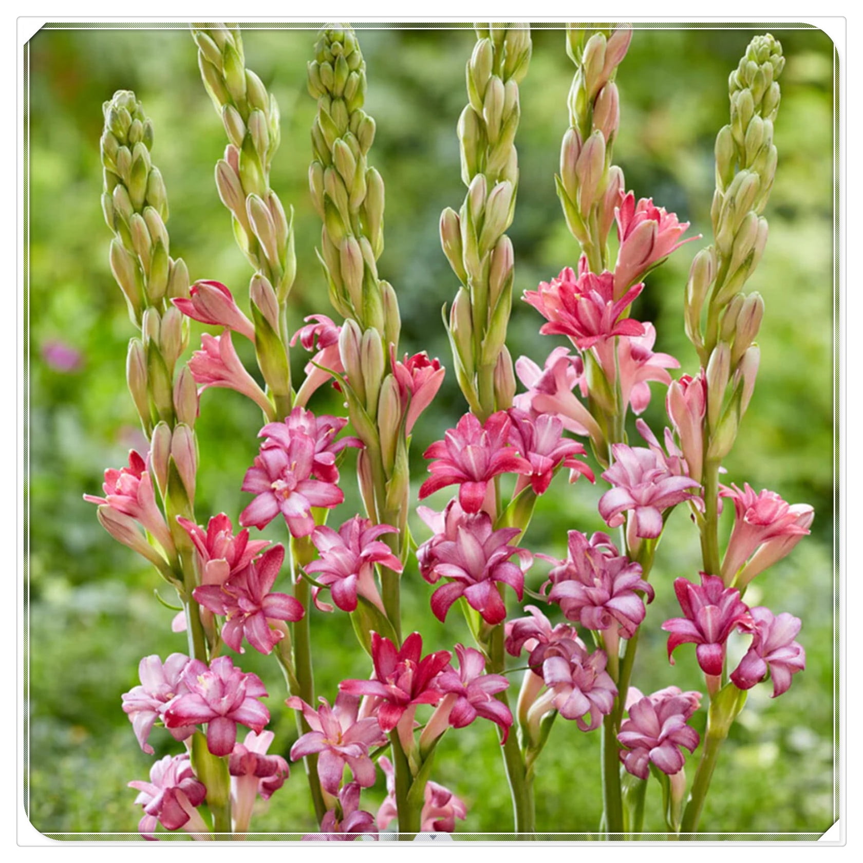 Enjoyable Perennial Pots Surprise to Grow Ornament（Tuberose For Sale ...