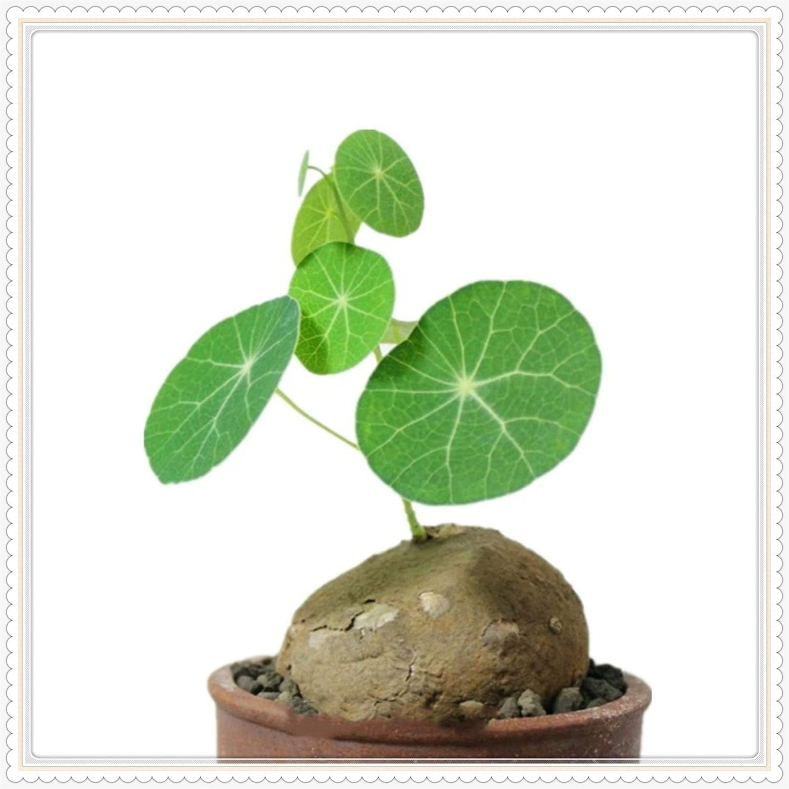 Enjoyable Perennial (Stephania bulk) Garden Planting Beautify ...