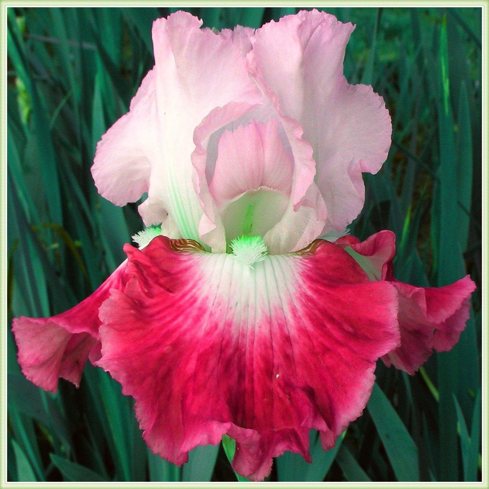 Enjoyable Professional Planting (Iris bulk),Garden Planting Home ...
