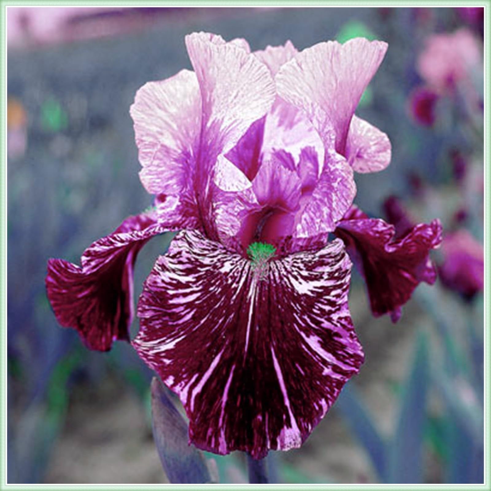 Enjoyable Professional Planting (Iris bulk),Garden Planting Home ...