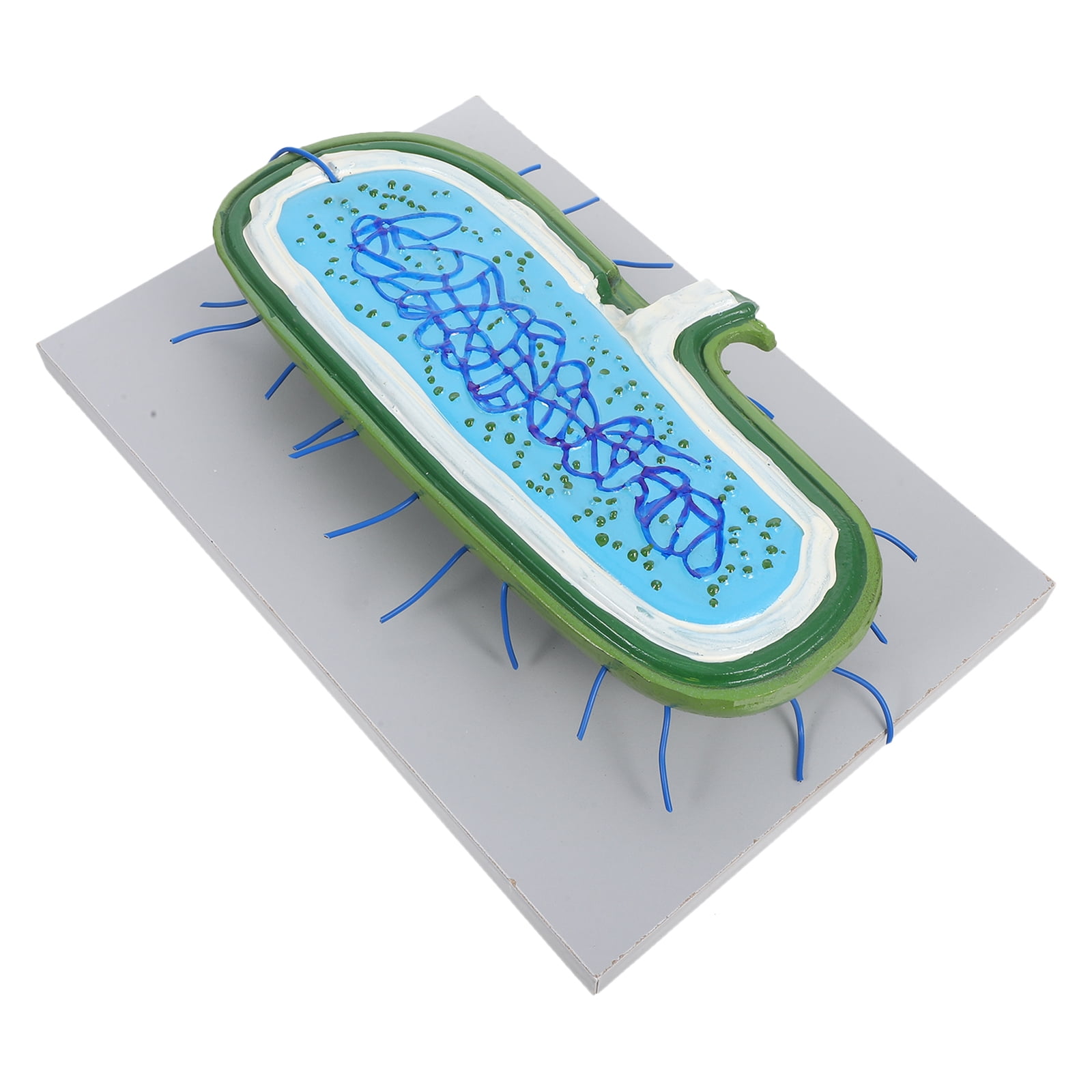 3D Enlarged Animal Cell Model for Biology Education - Science Teaching ...