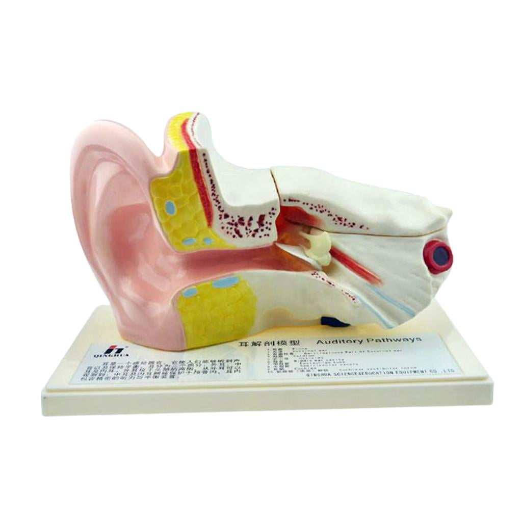 Enlarged Model Expansion School Learning Tool Ear Model - Walmart.com