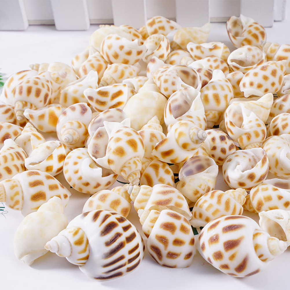 Entireivity Decorative Aquarium Sea Shells Landscaping Natural Shells ...