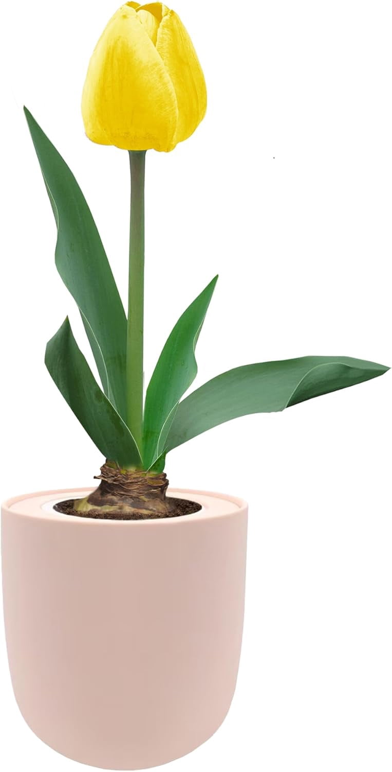 The Environet Indoor Planting Kit, Single Late Tulip (Big Smile ...