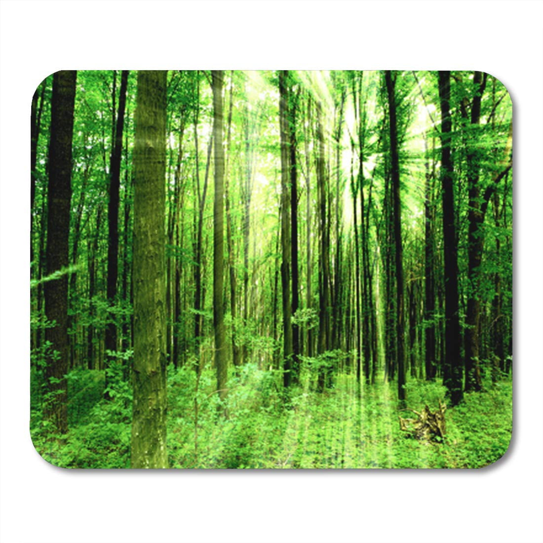 Environment Forest Trees Nature Green Wood Sunlight Scenery Trunk ...