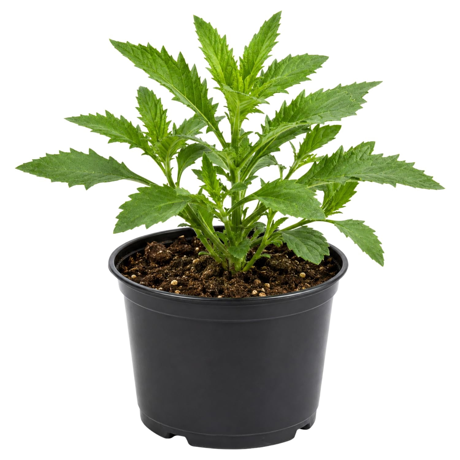 Epazote Live Plant for Planting, Well Rooted Epazote Plants, Perennial ...