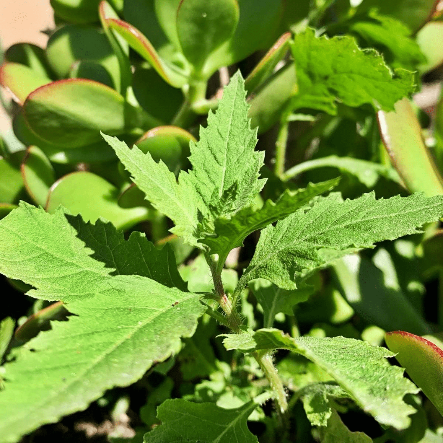 Epazote Plant Live For Planting, In 4 Inch Pot, Culinary Epazote Herb ...