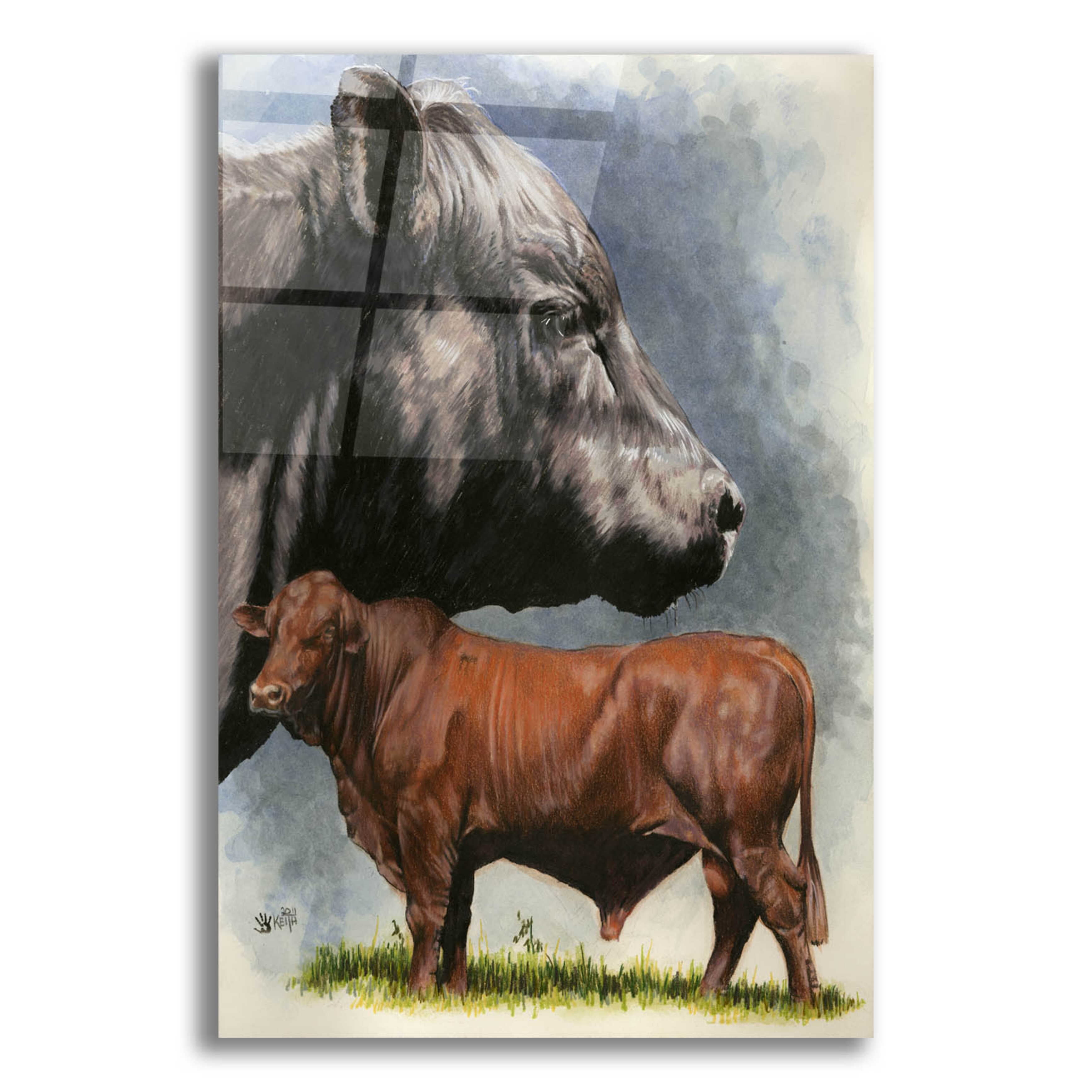 Epic Art 'Angus Cattle' by Barbara Keith, Acrylic Glass Wall Art, 12 ...