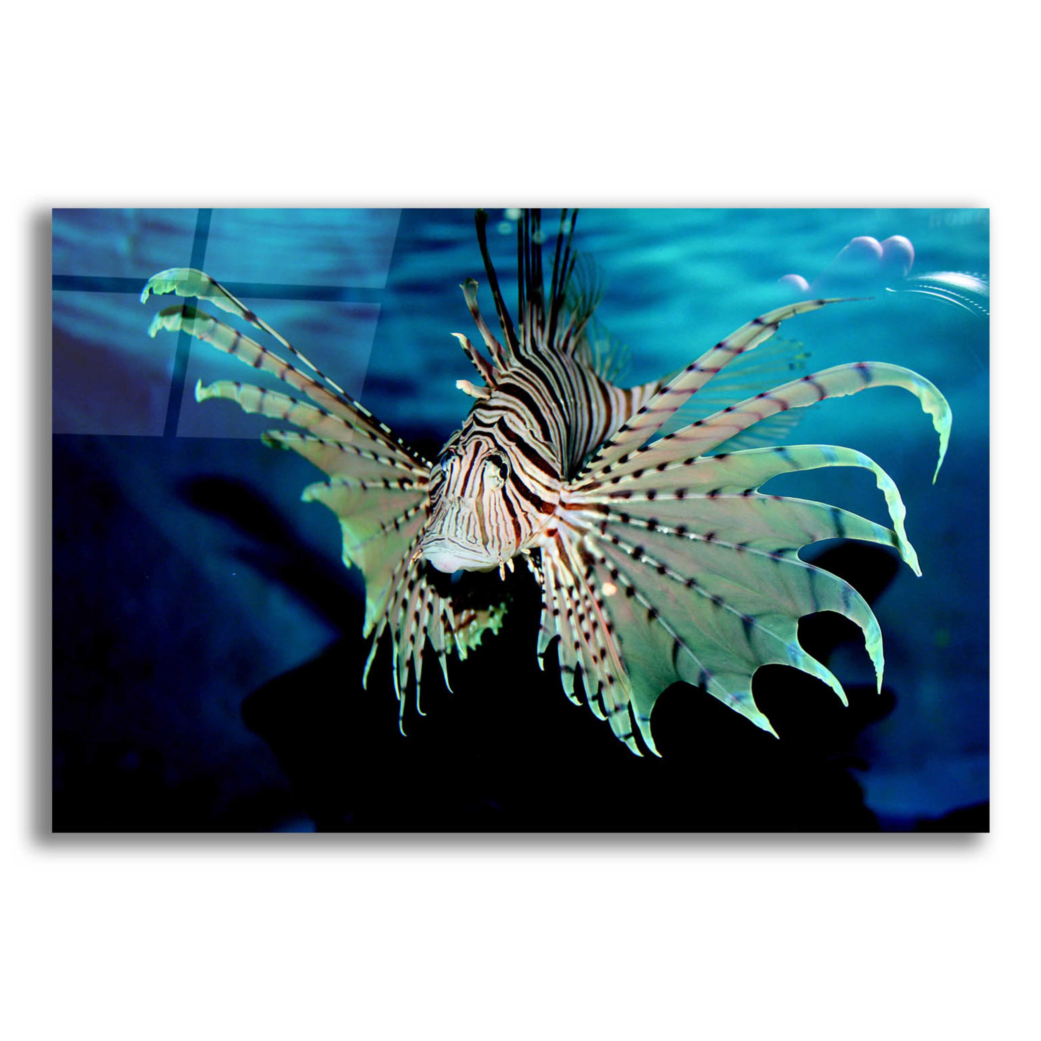 Epic Art 'BOO' by Epic Portfolio, Acrylic Glass Wall Art, 16"x12 ...