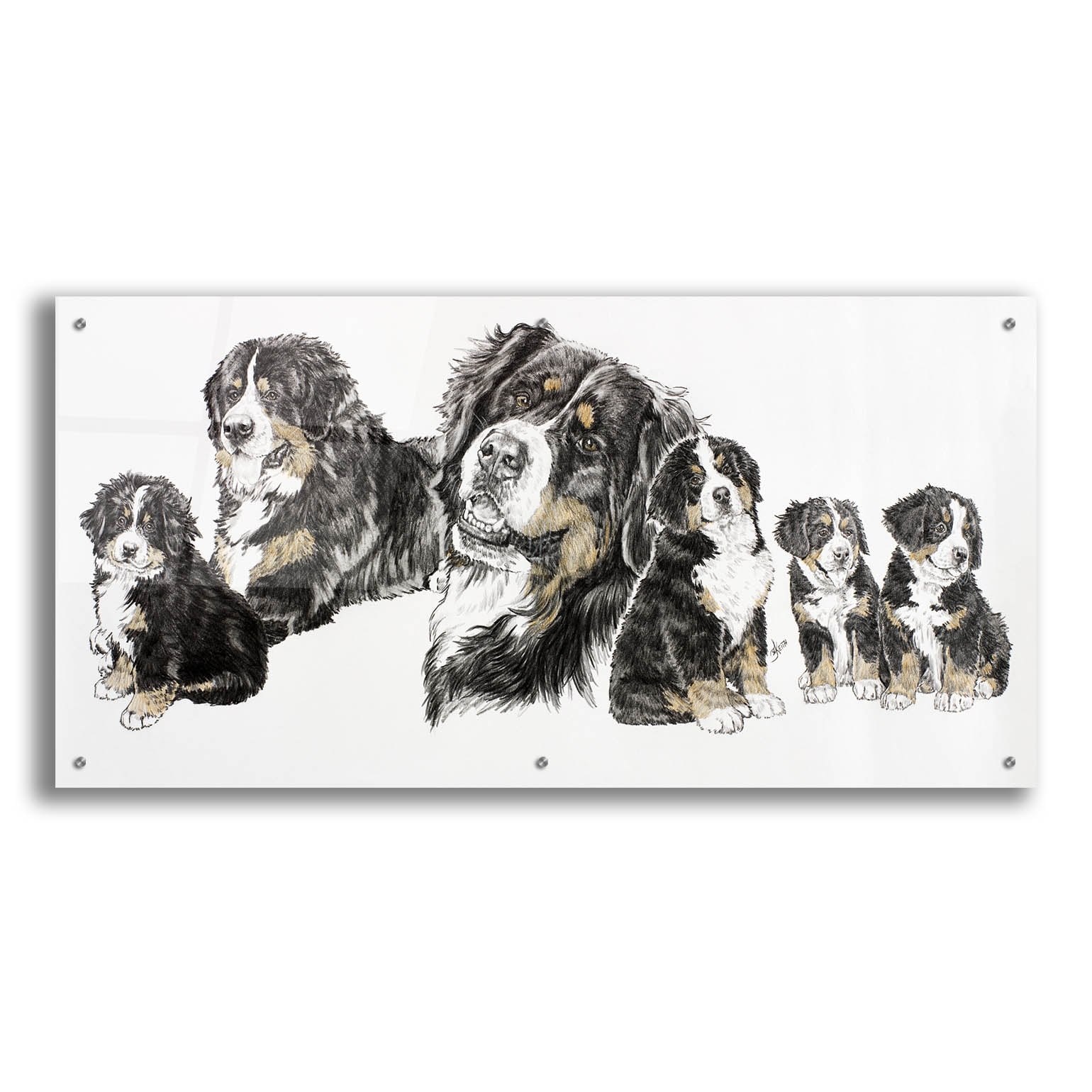 Epic Art 'Bernese Mountain Dog' by Barbara Keith, Acrylic Glass Wall ...