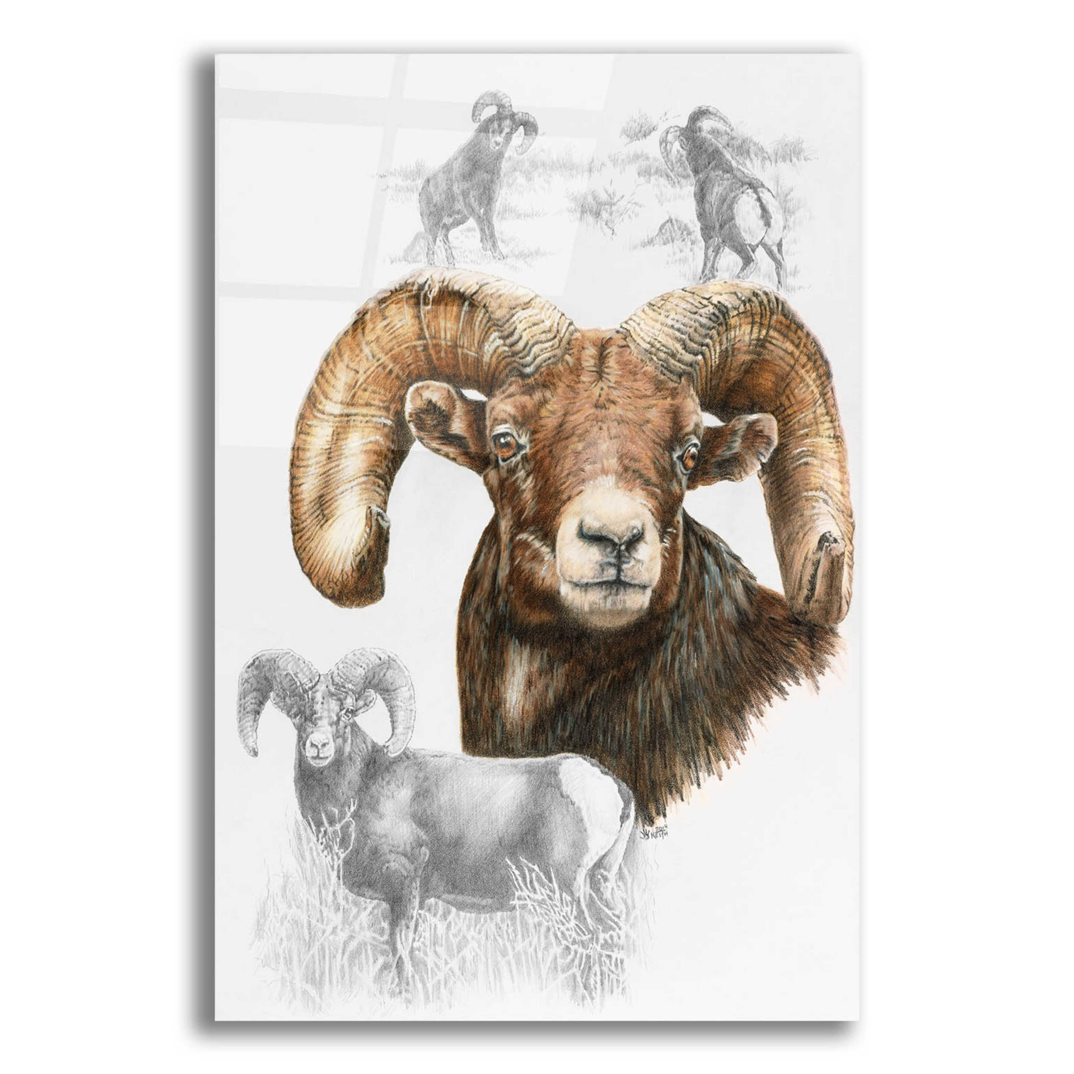Epic Art 'Big Horn Sheep' by Barbara Keith, Acrylic Glass Wall Art, 12 ...