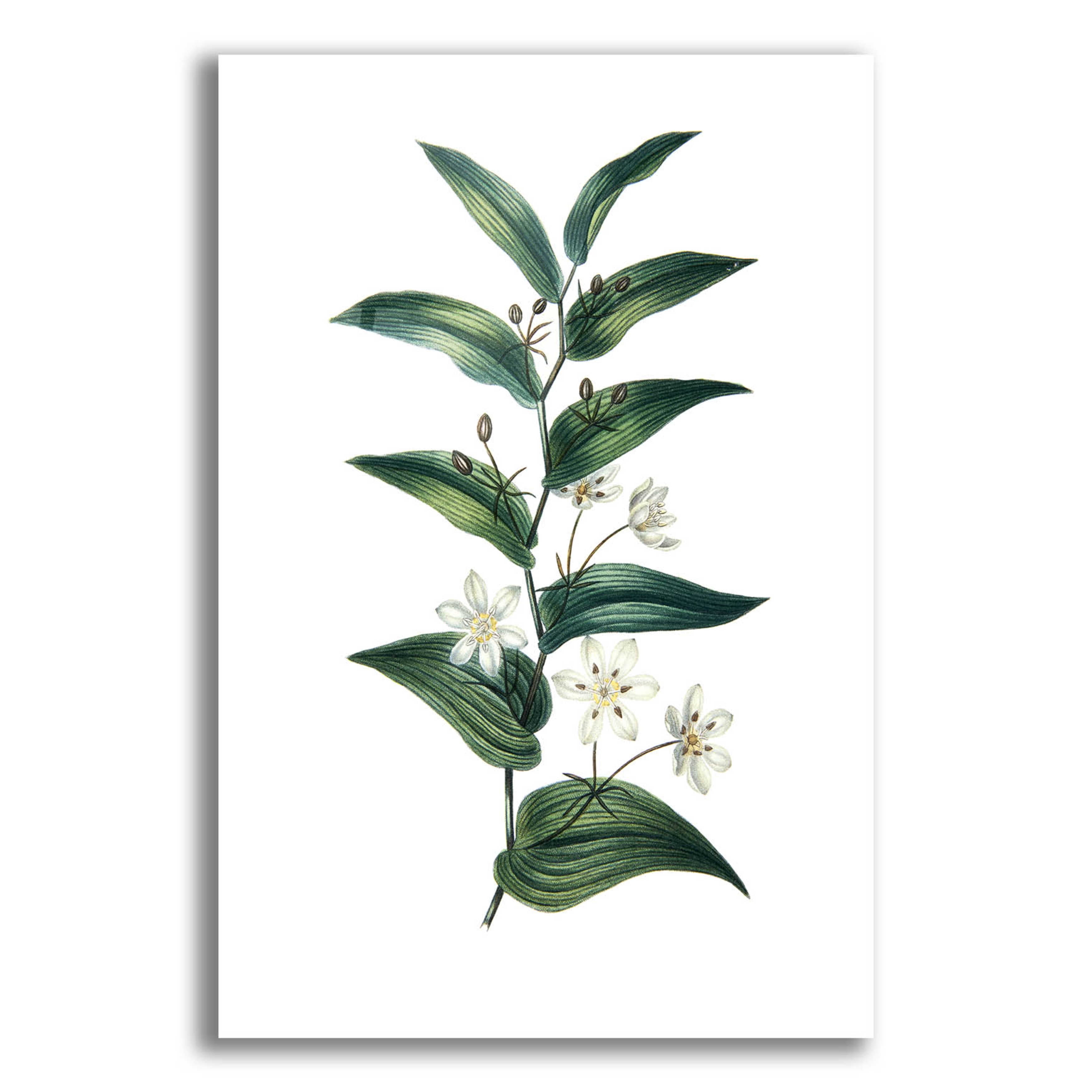 Epic Art 'Botanica I' by Incado, Acrylic Glass Wall Art, 12"x16 ...