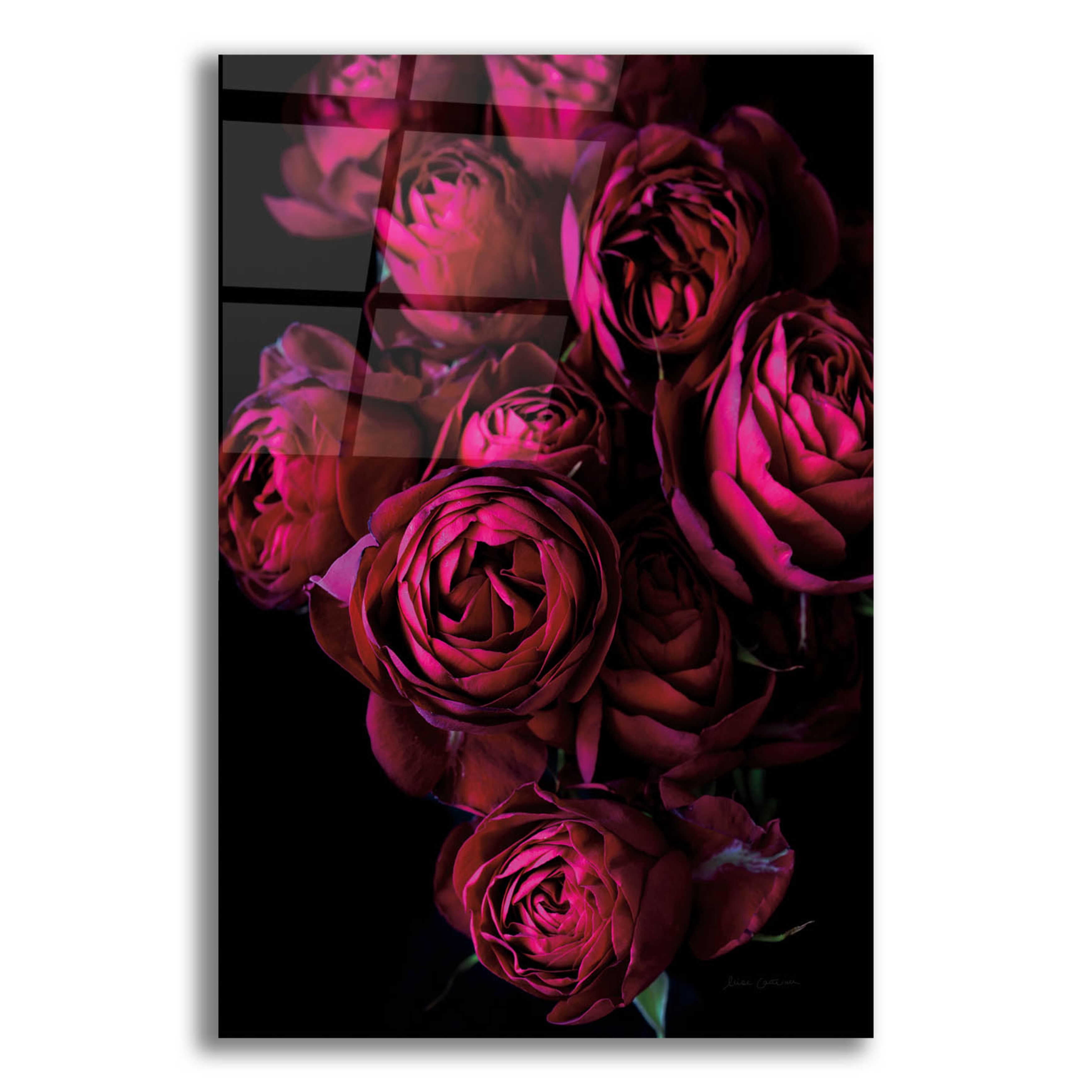 Epic Art 'Cabbage Roses' by Elise Catterall, Acrylic Glass Wall Art, 12 ...