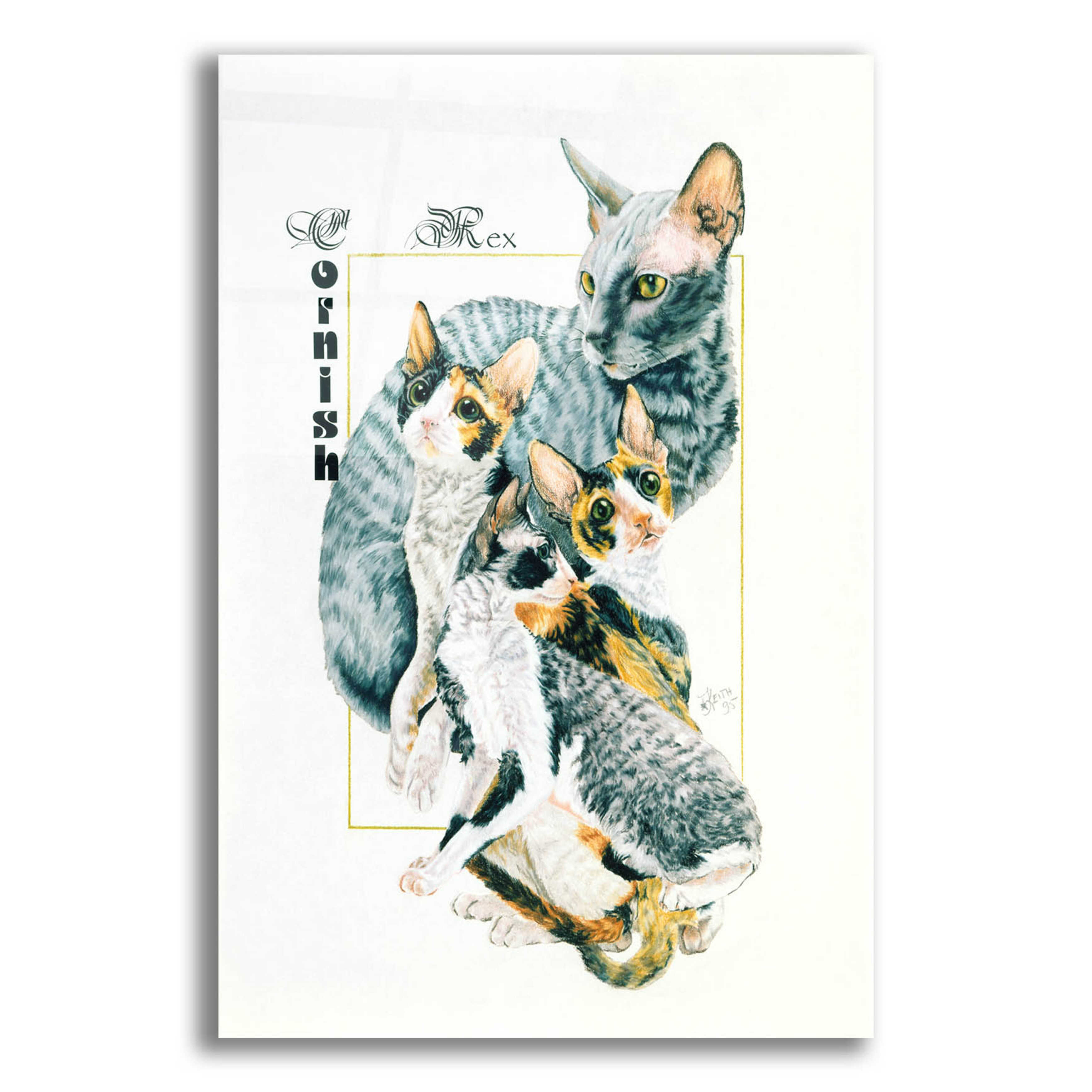 Epic Art 'Cornish Rex' by Barbara Keith, Acrylic Glass Wall Art, 12"x16 ...
