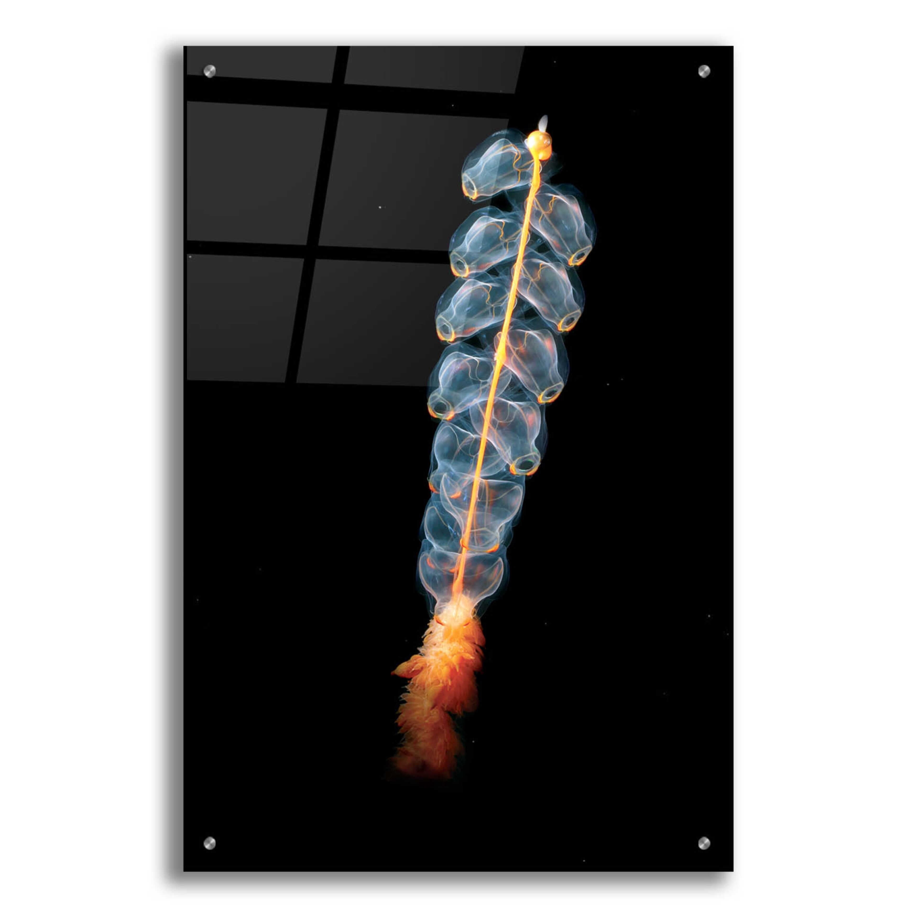 Epic Art 'Deep Sea Rocket' by Epic Portfolio, Acrylic Glass Wall Art ...