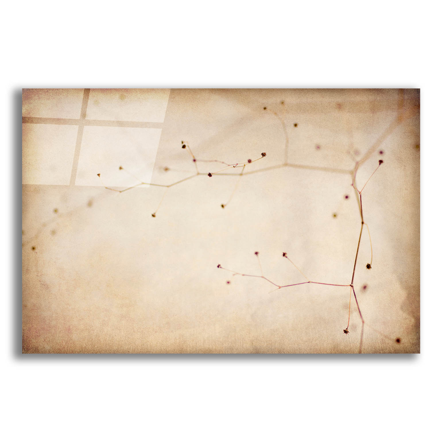 Epic Art 'Desert Afterlife 1B' by Jessica Rogers, Acrylic Glass Wall ...