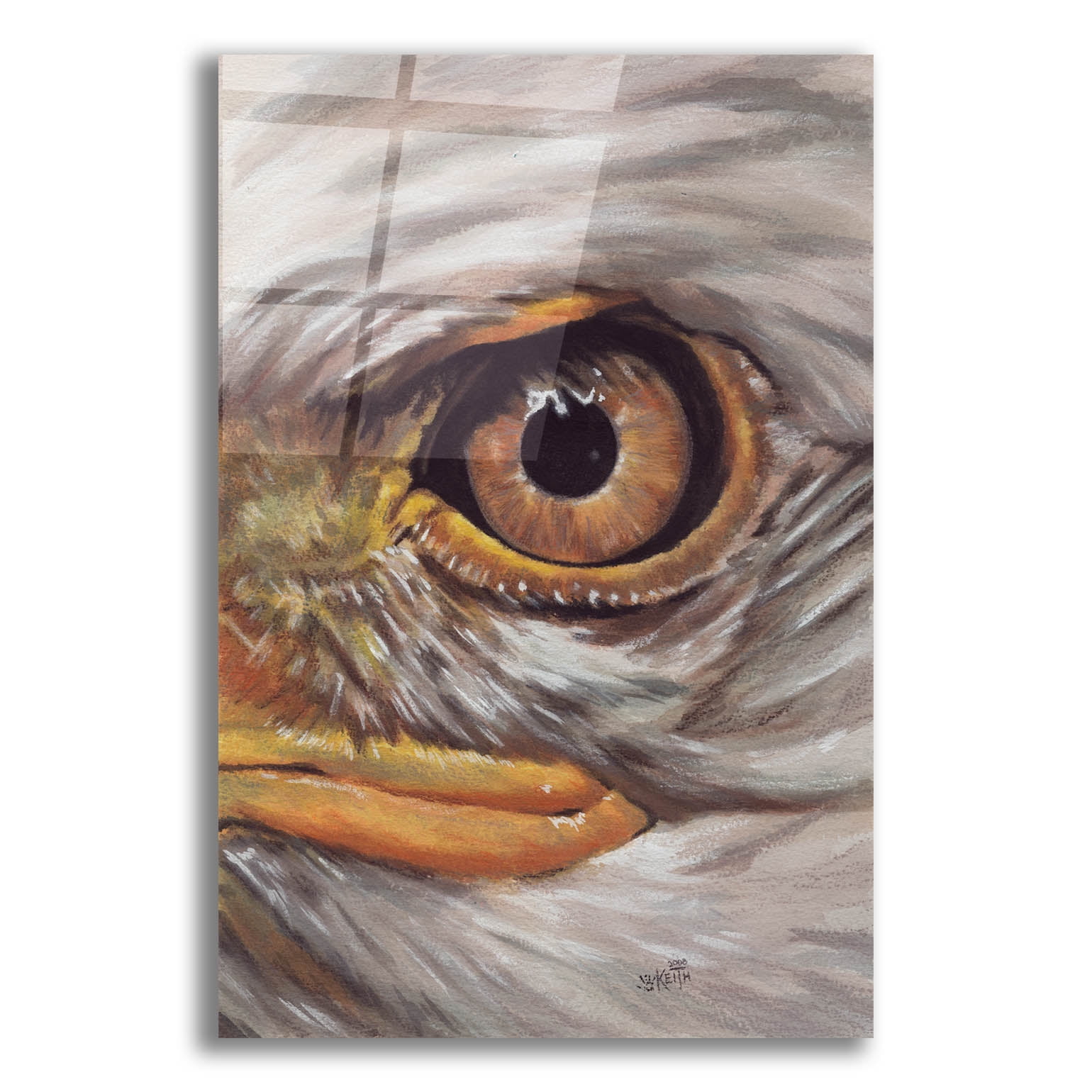 Epic Art 'Eye-Catching Bald Eagle' by Barbara Keith, Acrylic Glass Wall ...