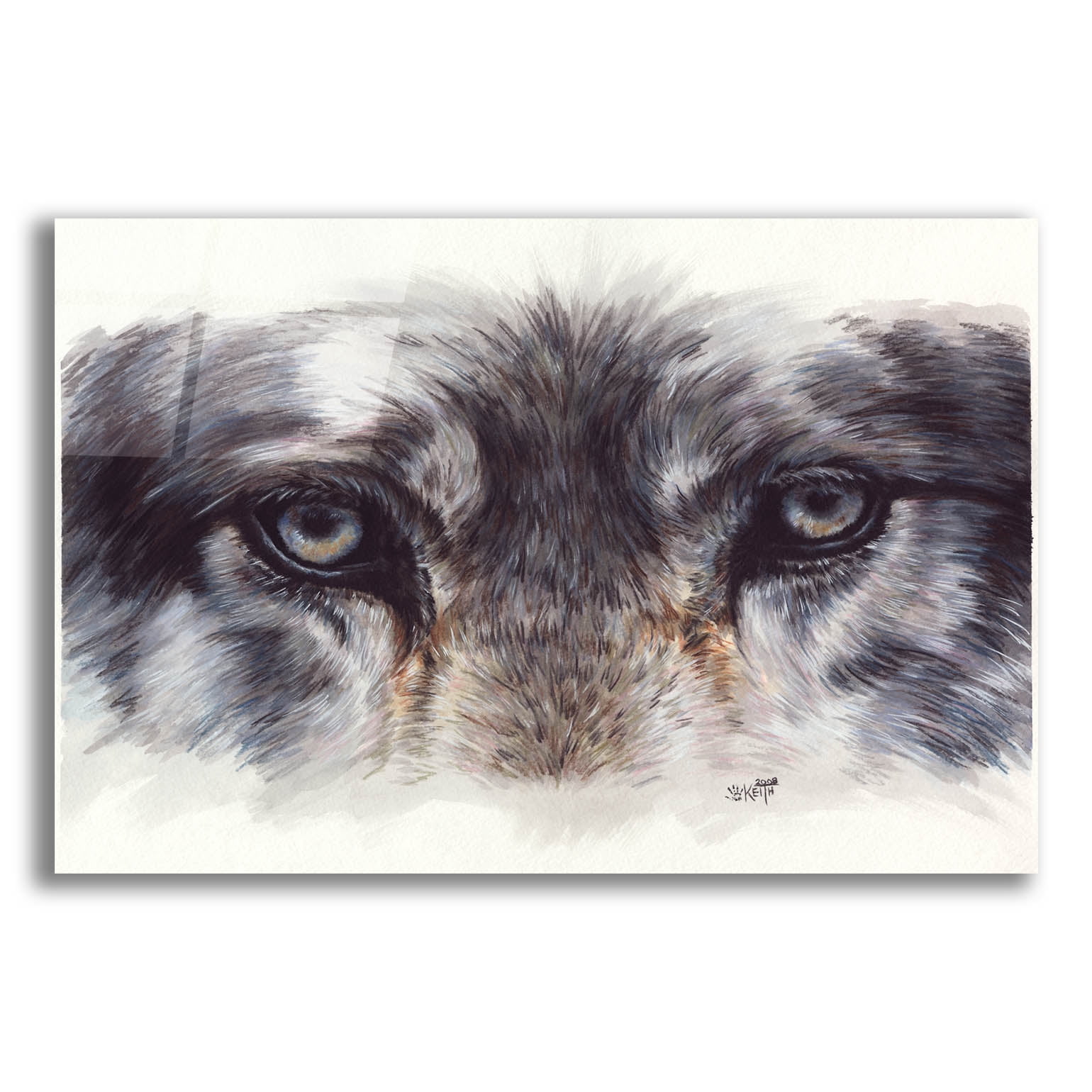 Epic Art 'Eye-Catching Wolf' by Barbara Keith, Acrylic Glass Wall Art ...
