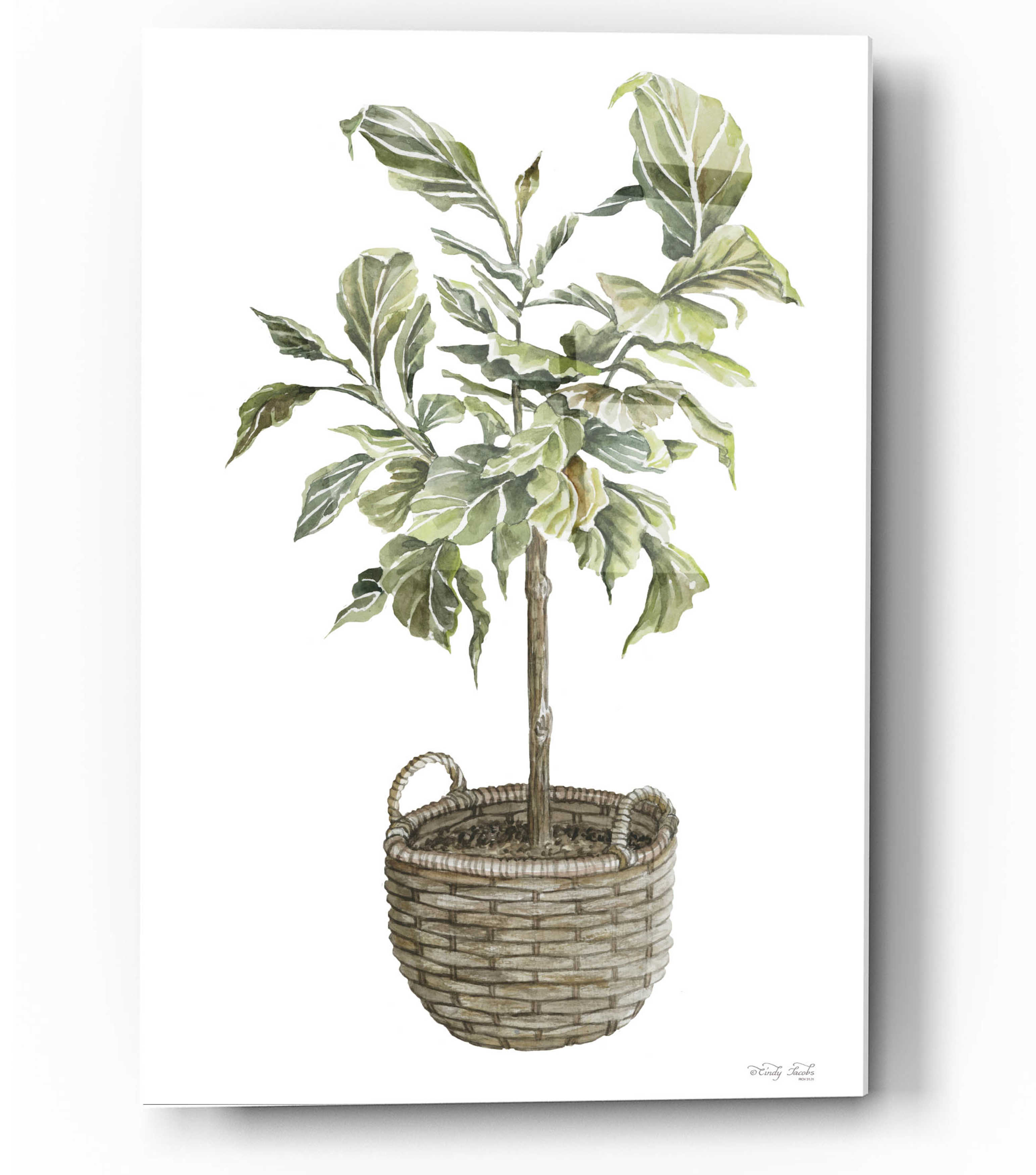 Epic Art 'Fig Tree I' by Cindy Jacobs, Acrylic Glass Wall Art, 12"x16 ...
