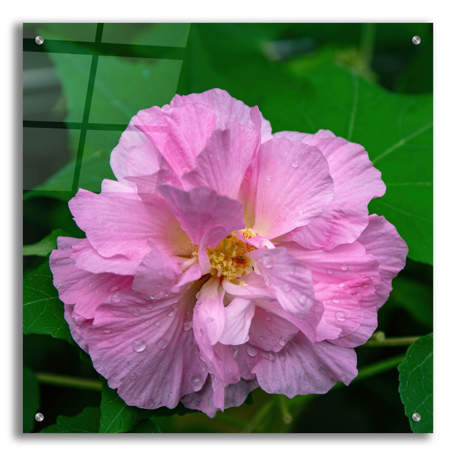 Epic Art 'Flower' by Epic Portfolio, Acrylic Glass Wall Art, 24"x24 ...