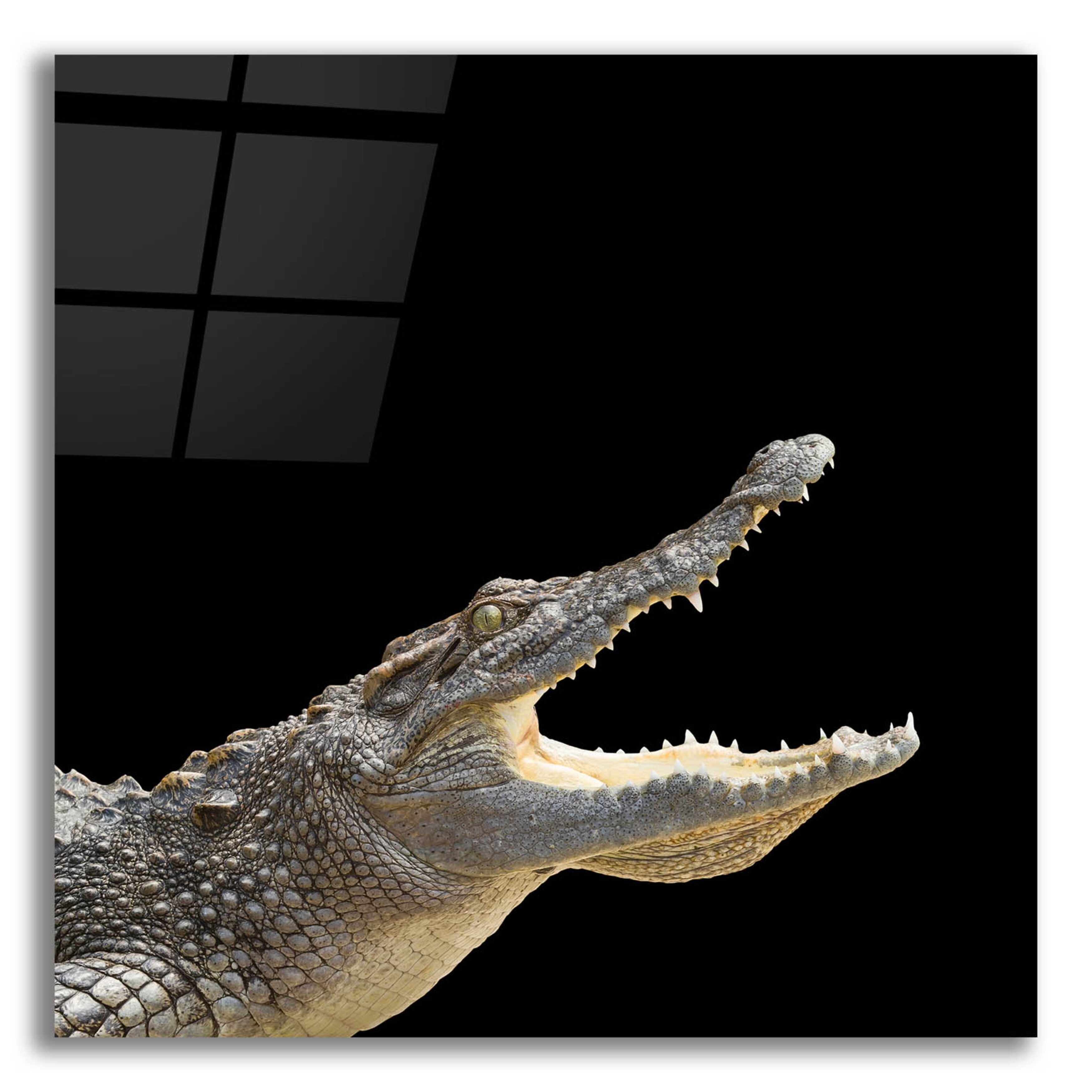 Epic Art 'Gator Games' by Epic Portfolio Acrylic Glass Wall Art, 12"x12 ...