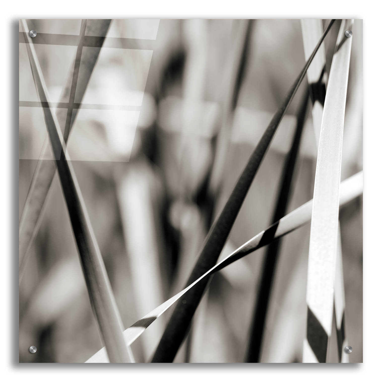 Epic Art 'Leaves BW 02' by Tom Quartermaine, Acrylic Glass Wall Art, 24 ...