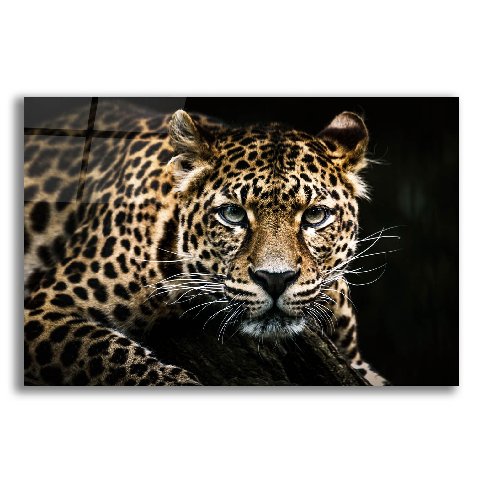 Epic Art 'Leopard on the Hunt' by Epic Portfolio, Acrylic Glass Wall ...