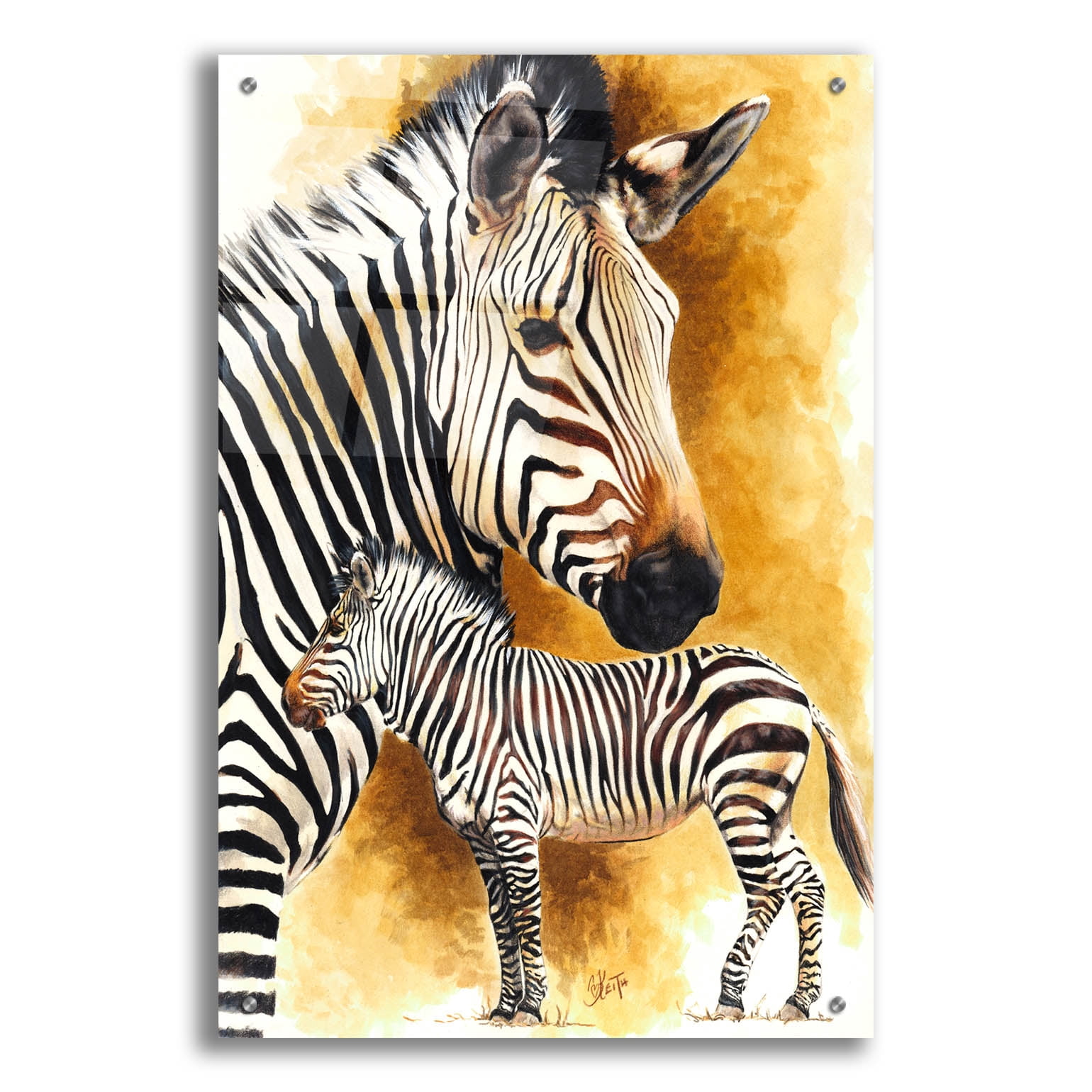 Epic Art 'Mountain Zebra' by Barbara Keith, Acrylic Glass Wall Art, 24 ...