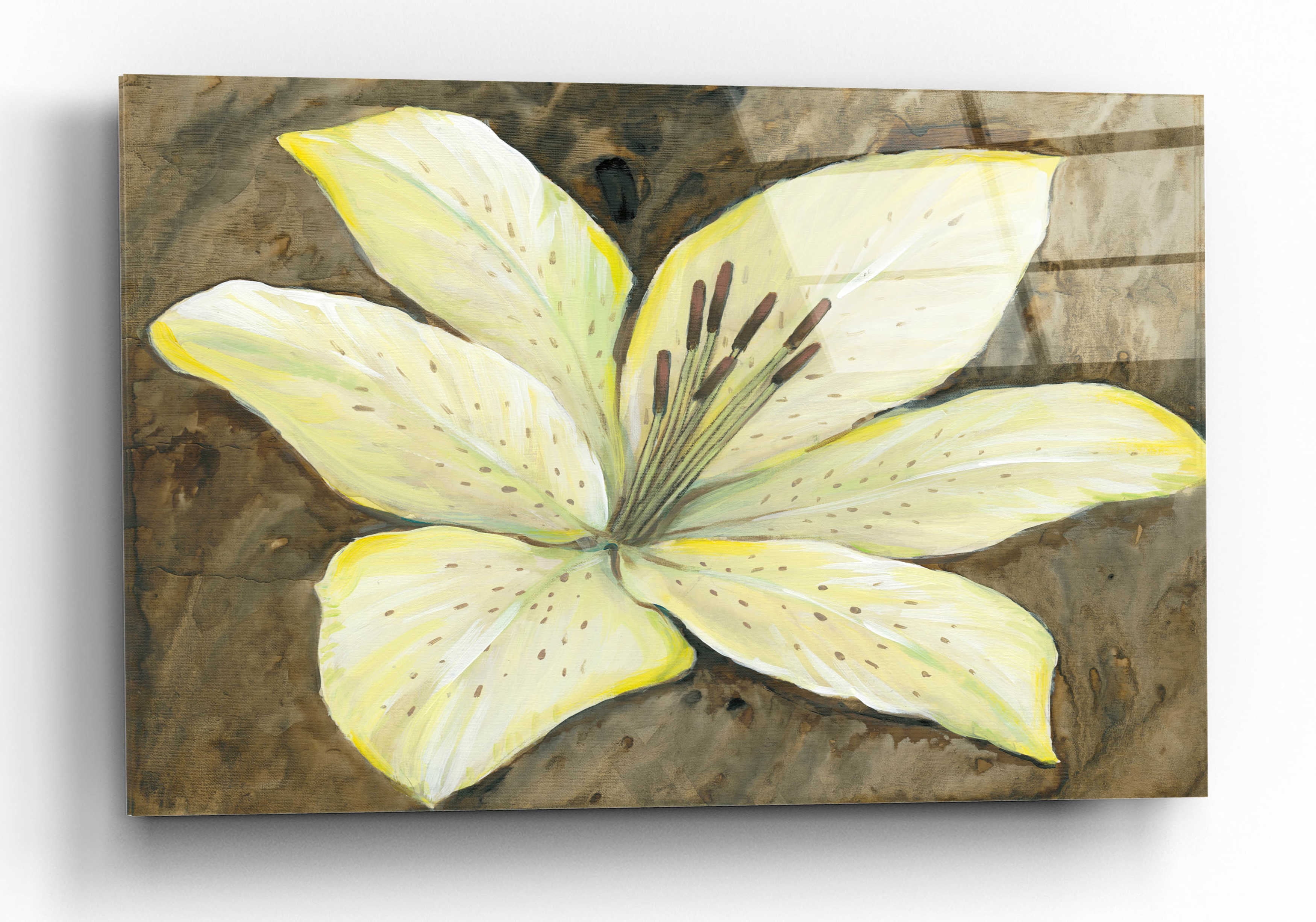 Epic Art 'Neutral Lily I' by Tim O'Toole, Acrylic Glass Wall Art, 16 ...