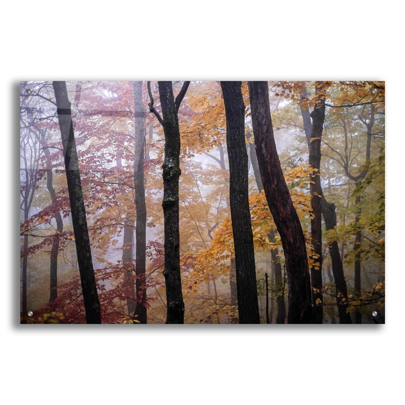 Epic Art ' October Trees' by Kelly Sinclair, Acrylic Glass Wall Art, 36 ...