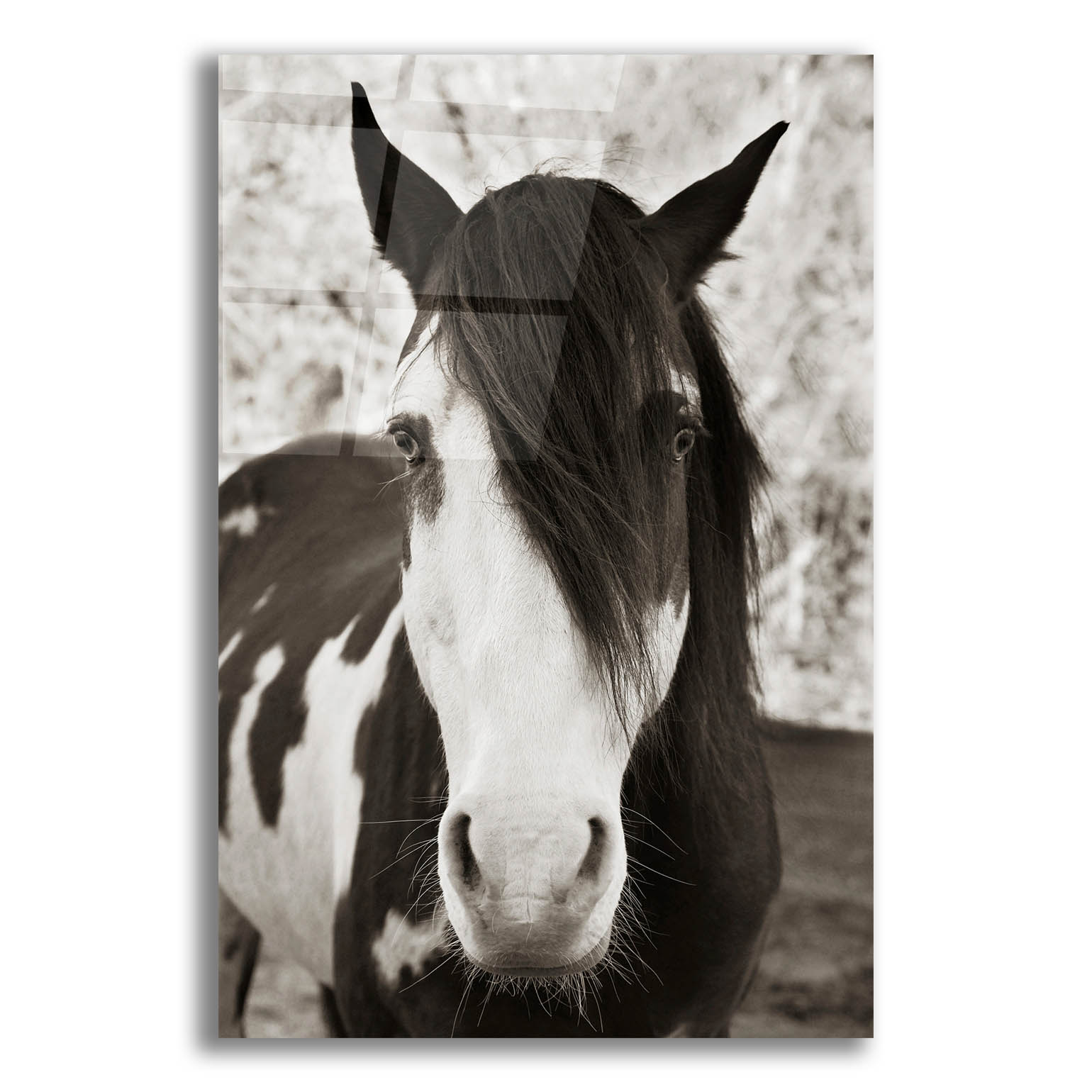 Epic Art ' Pale Eyed Stallion' by Traer Scott, Acrylic Glass Wall Art ...