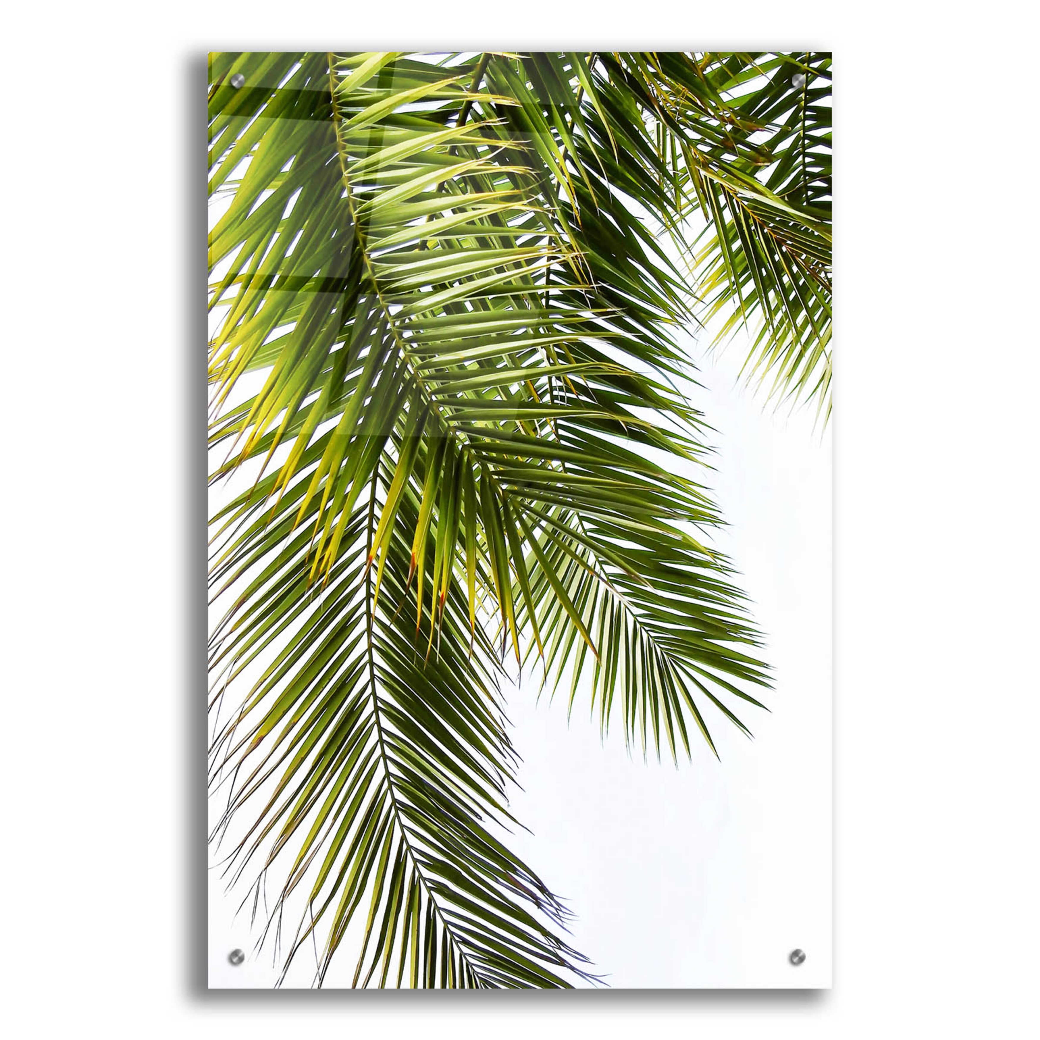 Epic Art 'Palm Leaves' by Lexie Greer, 24"x36" - Walmart.com