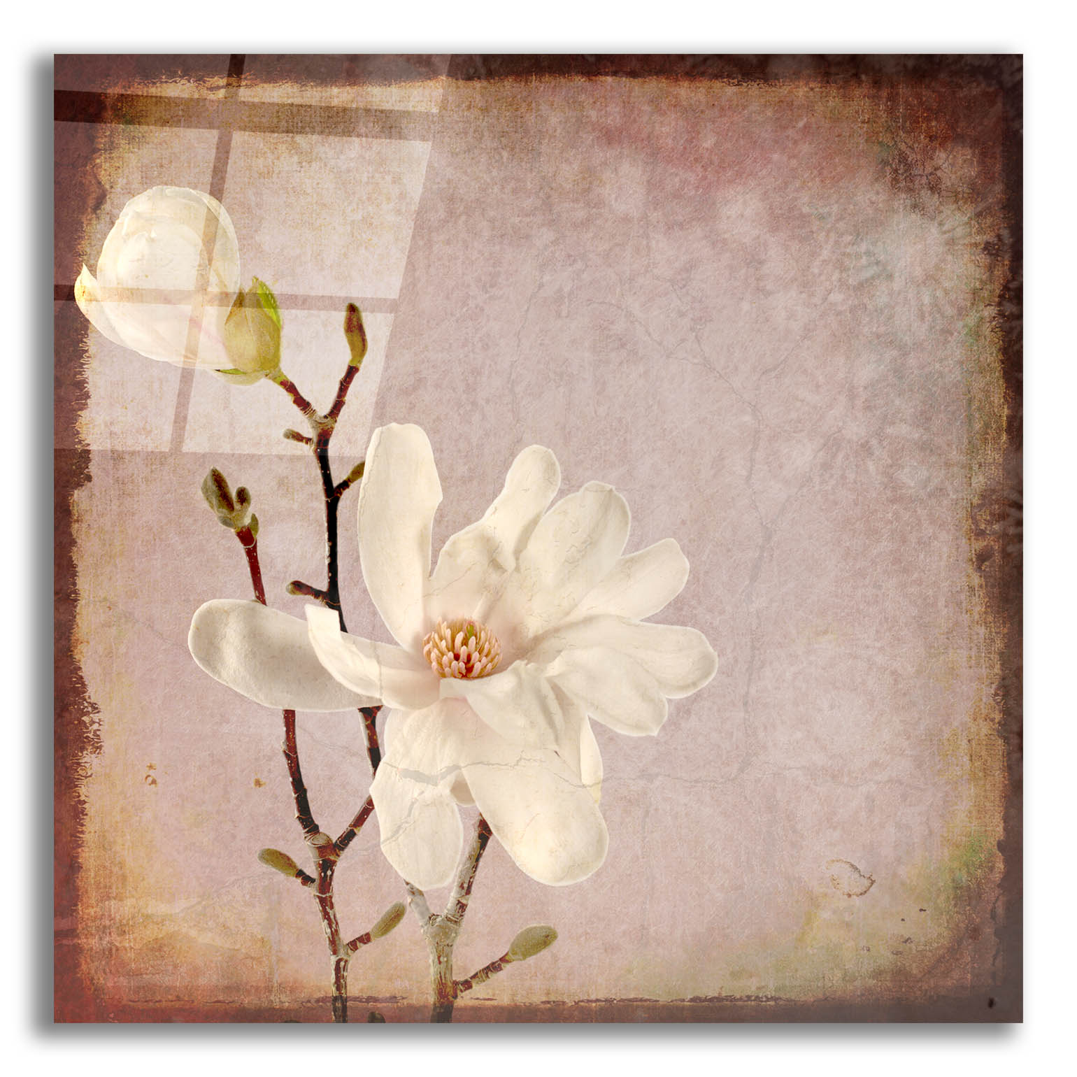 Epic Art 'Paper Magnolia Duo' by Lightbox Journal, Acrylic Glass Wall ...