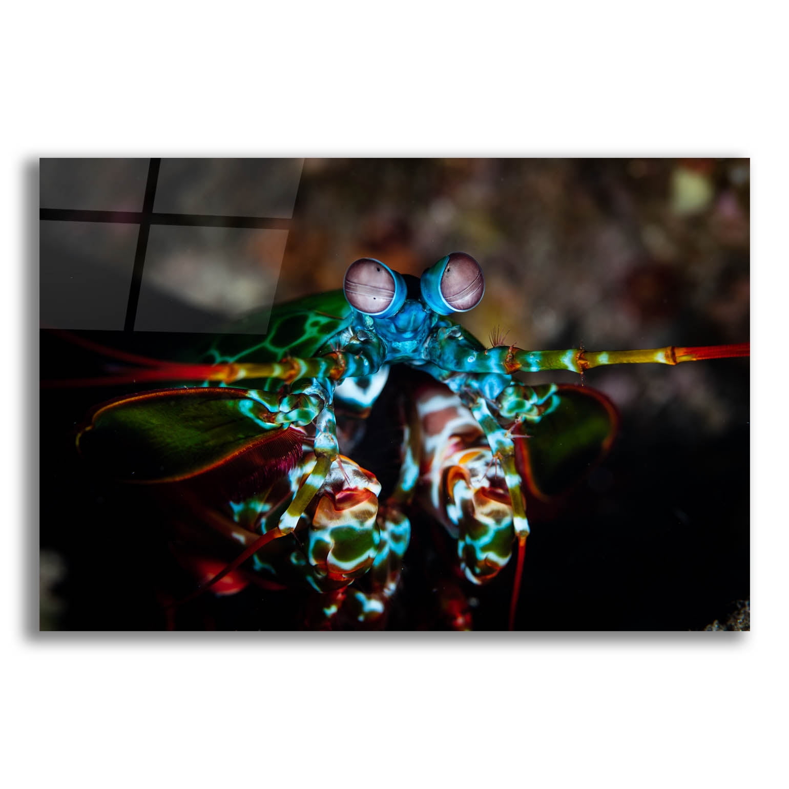 Epic Art 'Peacock Mantis Shrimp' by Epic Portfolio, Acrylic Glass Wall Art, 16"x12" - Walmart.com