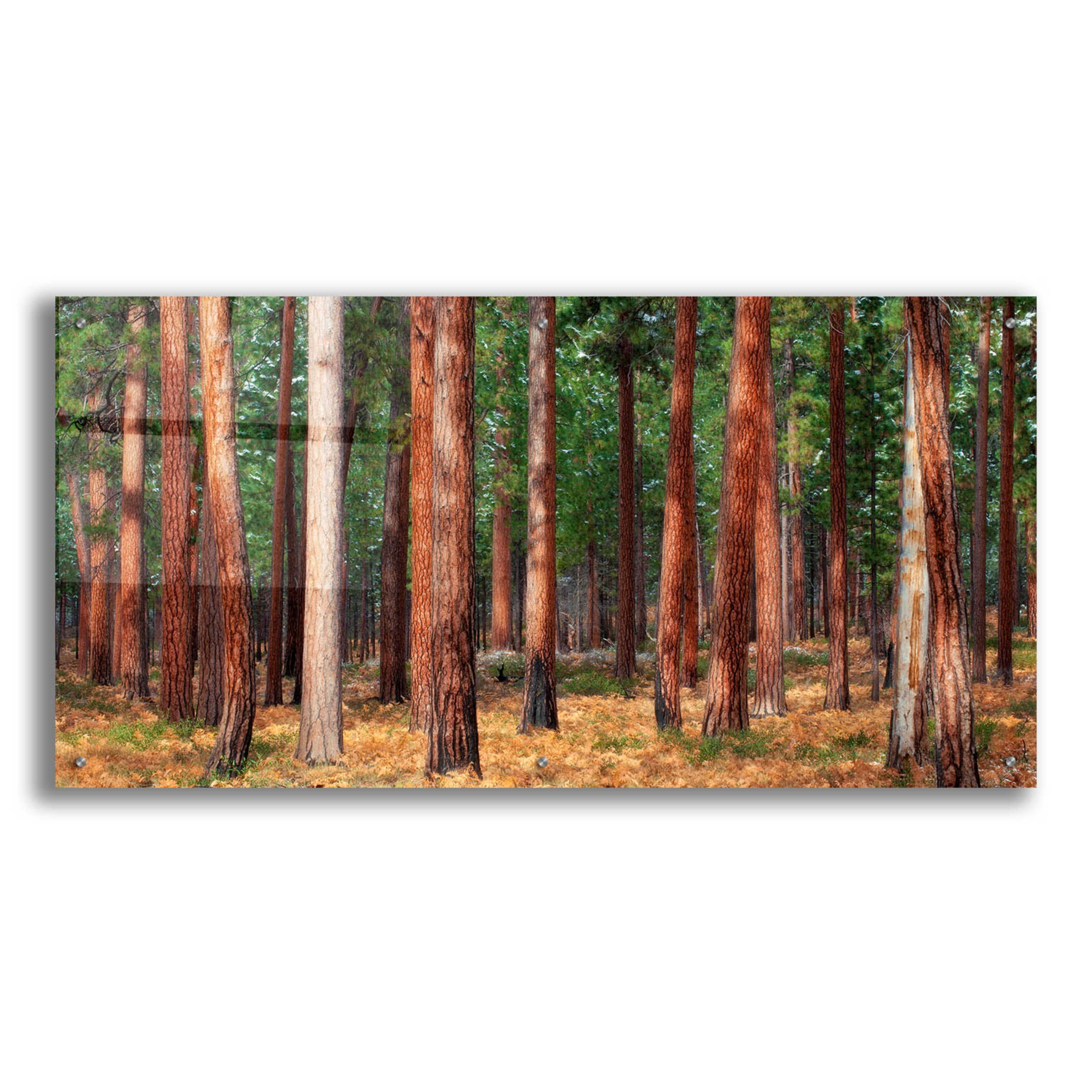 Epic Art 'Ponderosa Trunks' by Thomas Haney, Acrylic Glass Wall Art, 48 ...
