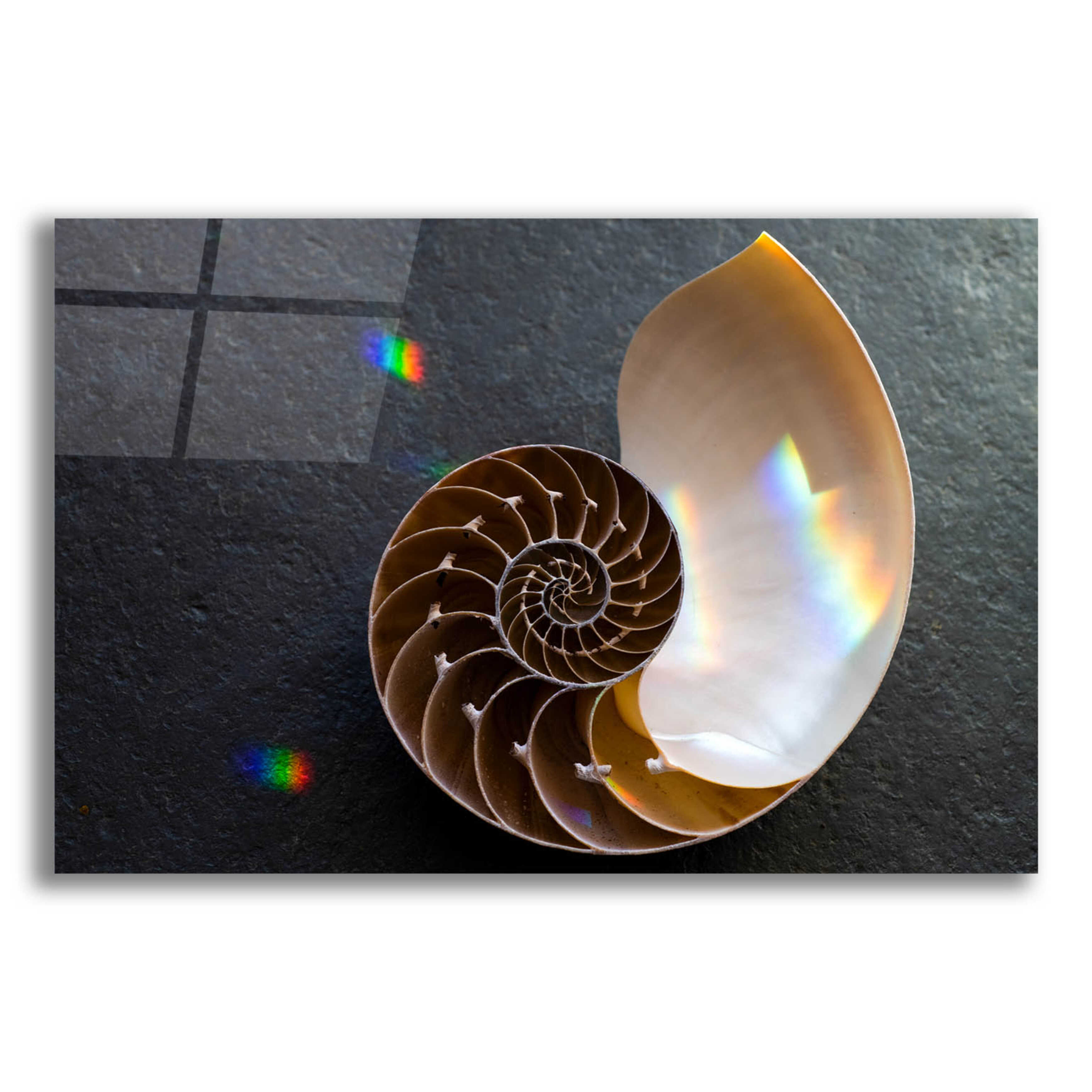 Epic Art 'Sacred Geometry Nautilus Shell' by Elena Ray, Acrylic Glass ...