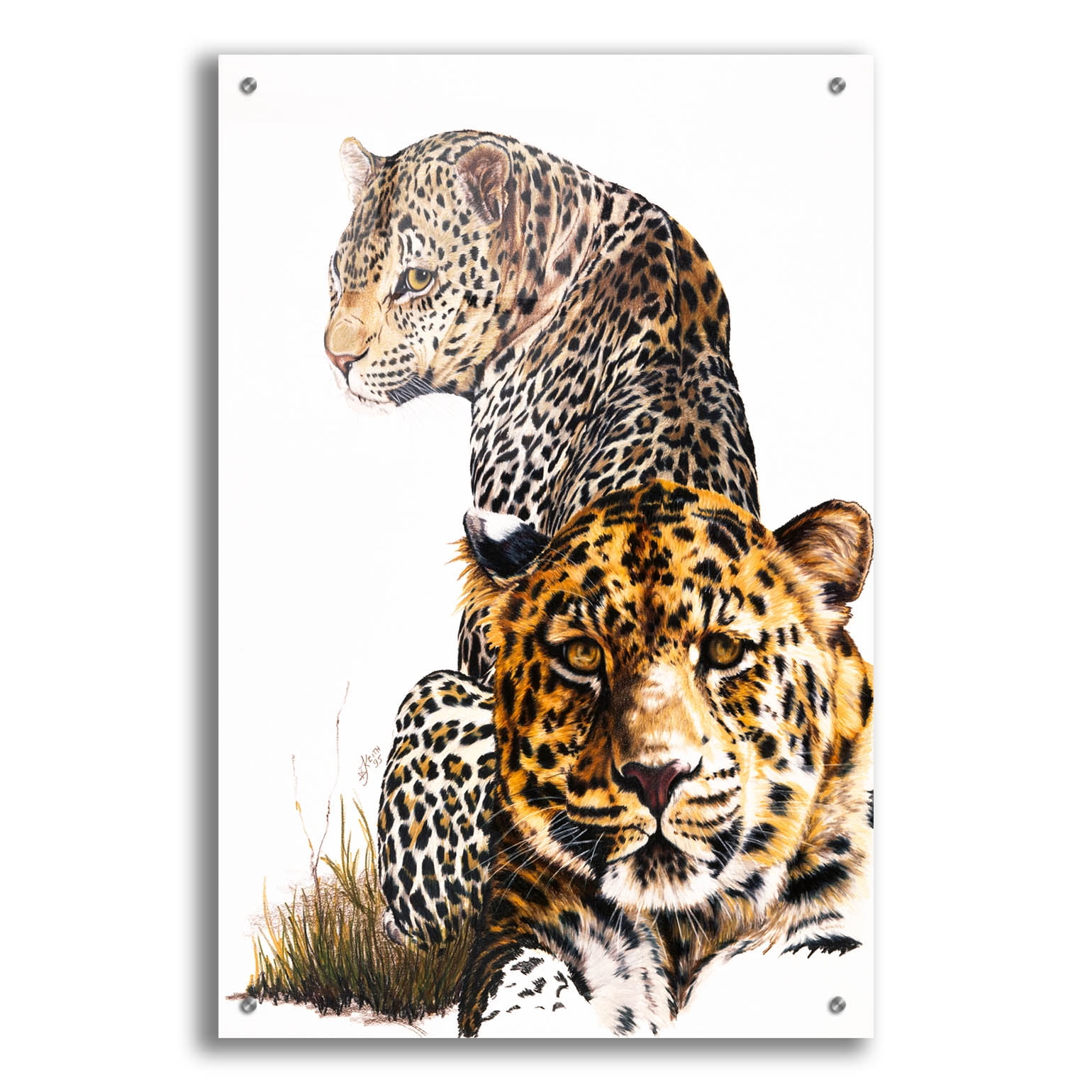 Epic Art 'Scar Face' by Barbara Keith, Acrylic Glass Wall Art, 24"x36 ...