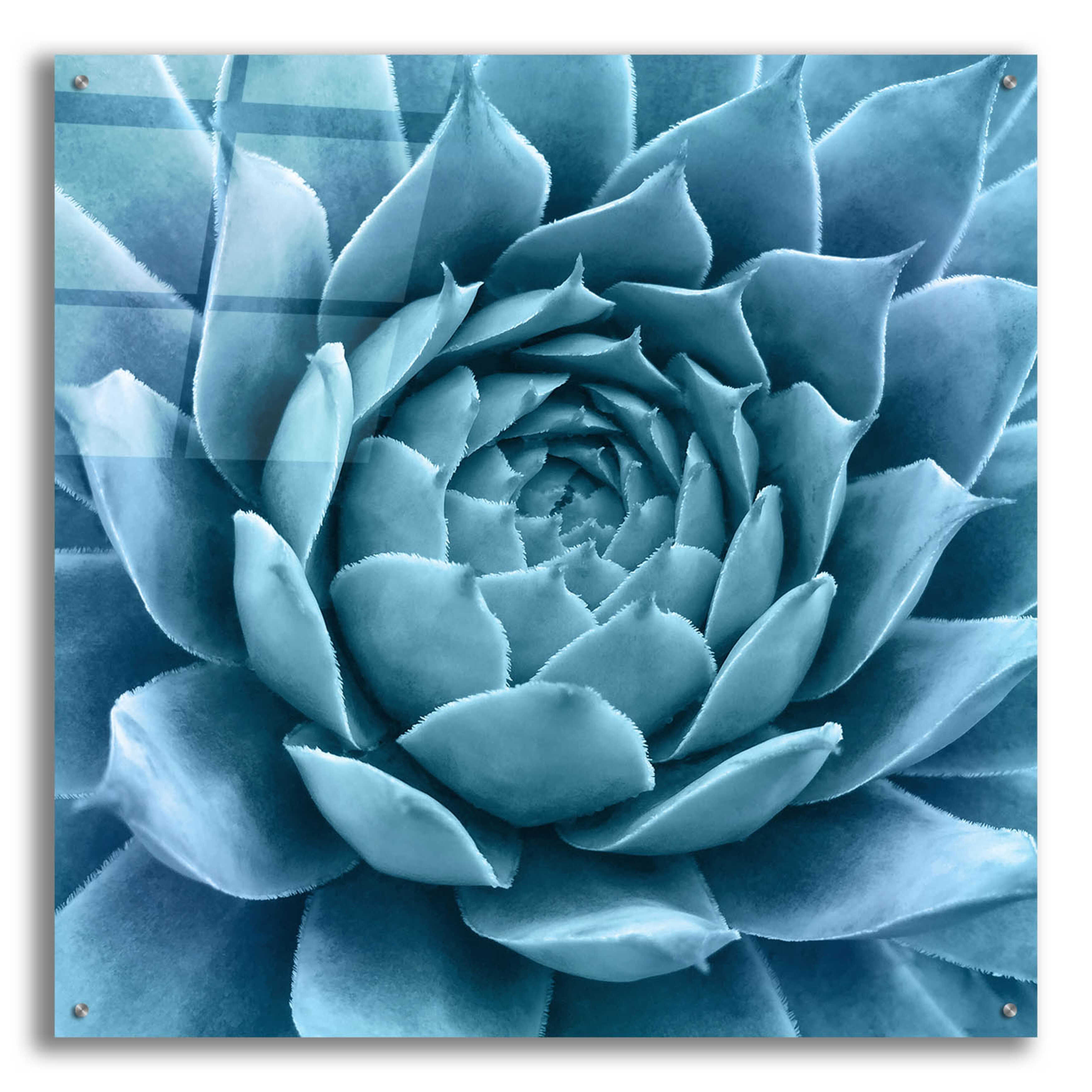 Epic Art 'Silvery Blue Agave' by Jan Bell Acrylic Glass Wall Art, 36 ...