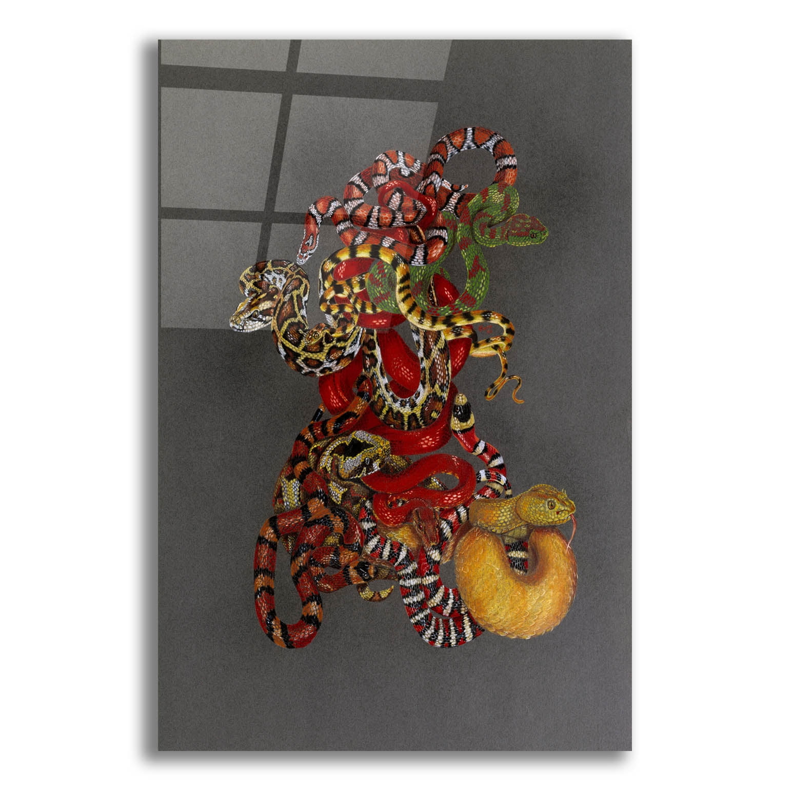 Epic Art 'Slither' by Barbara Keith, Acrylic Glass Wall Art, 12"x16 ...