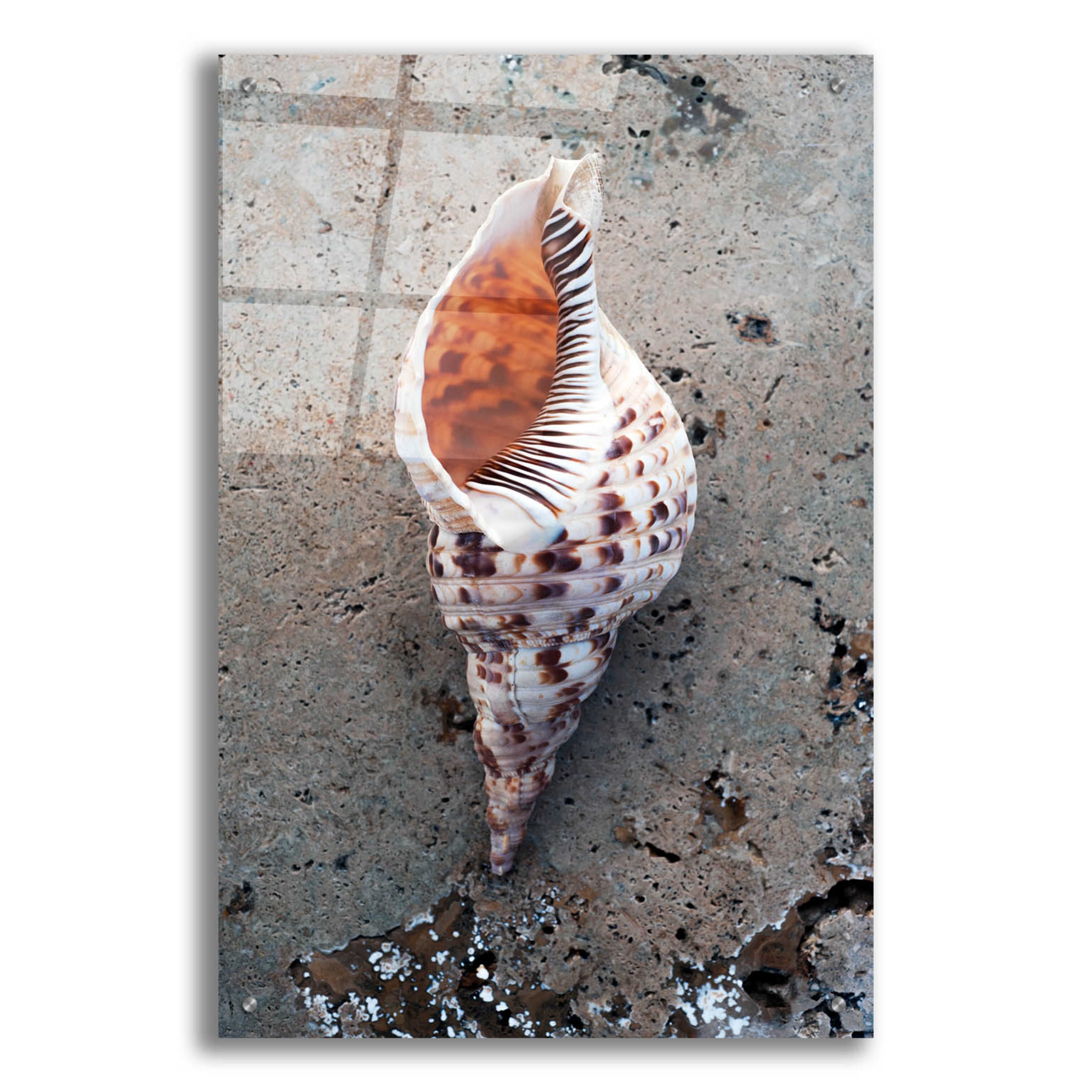 Epic Art 'Spotted Conch Shell' by Elena Ray, Acrylic Glass Wall Art, 24 ...