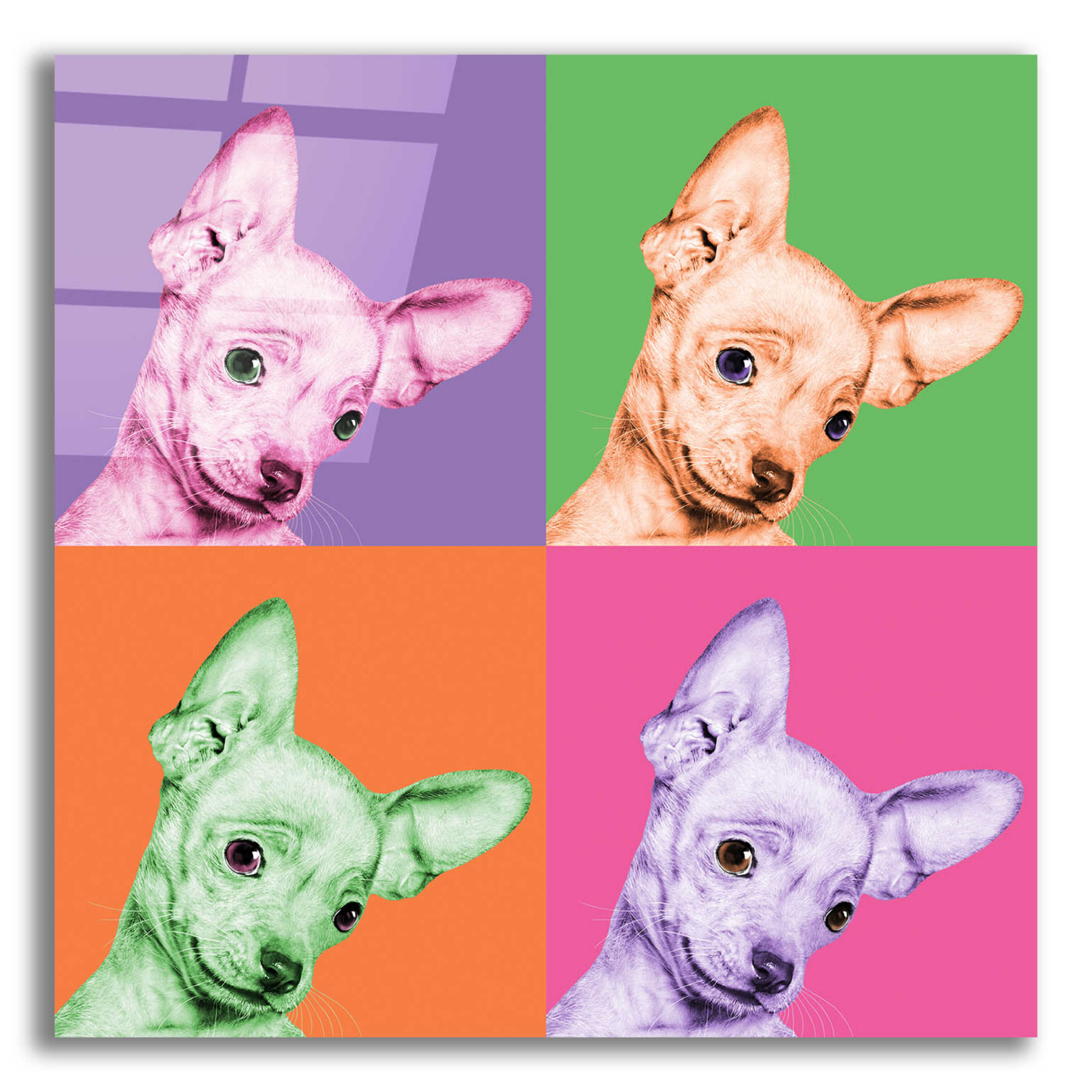 Epic Art 'Sweet Chihuahua Pop' by Jon Bertelli Acrylic Glass Wall Art ...