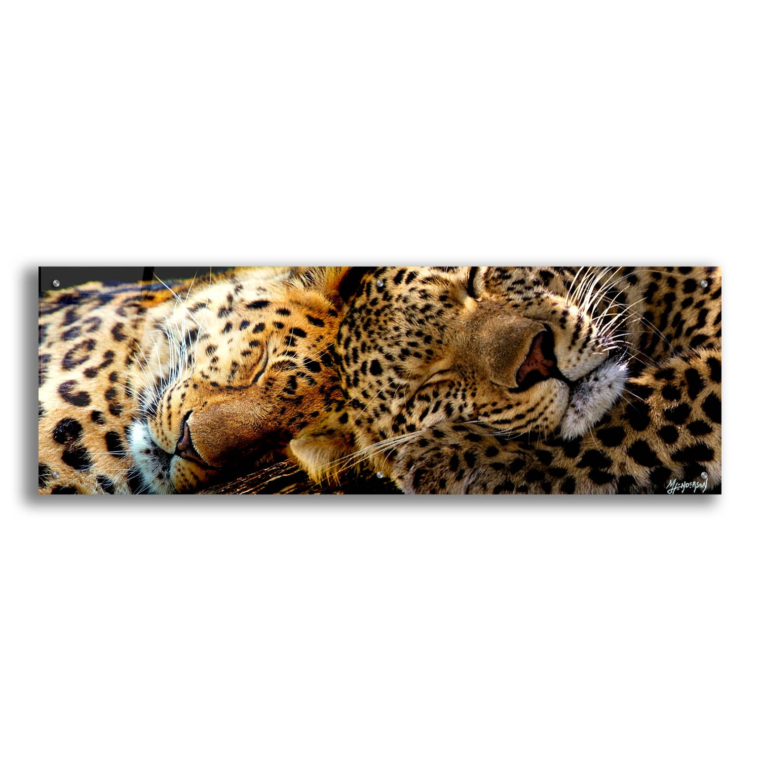 Epic Art 'Two Sleepers Cheetahs' by Murray Henderson Fine Art, Acrylic ...