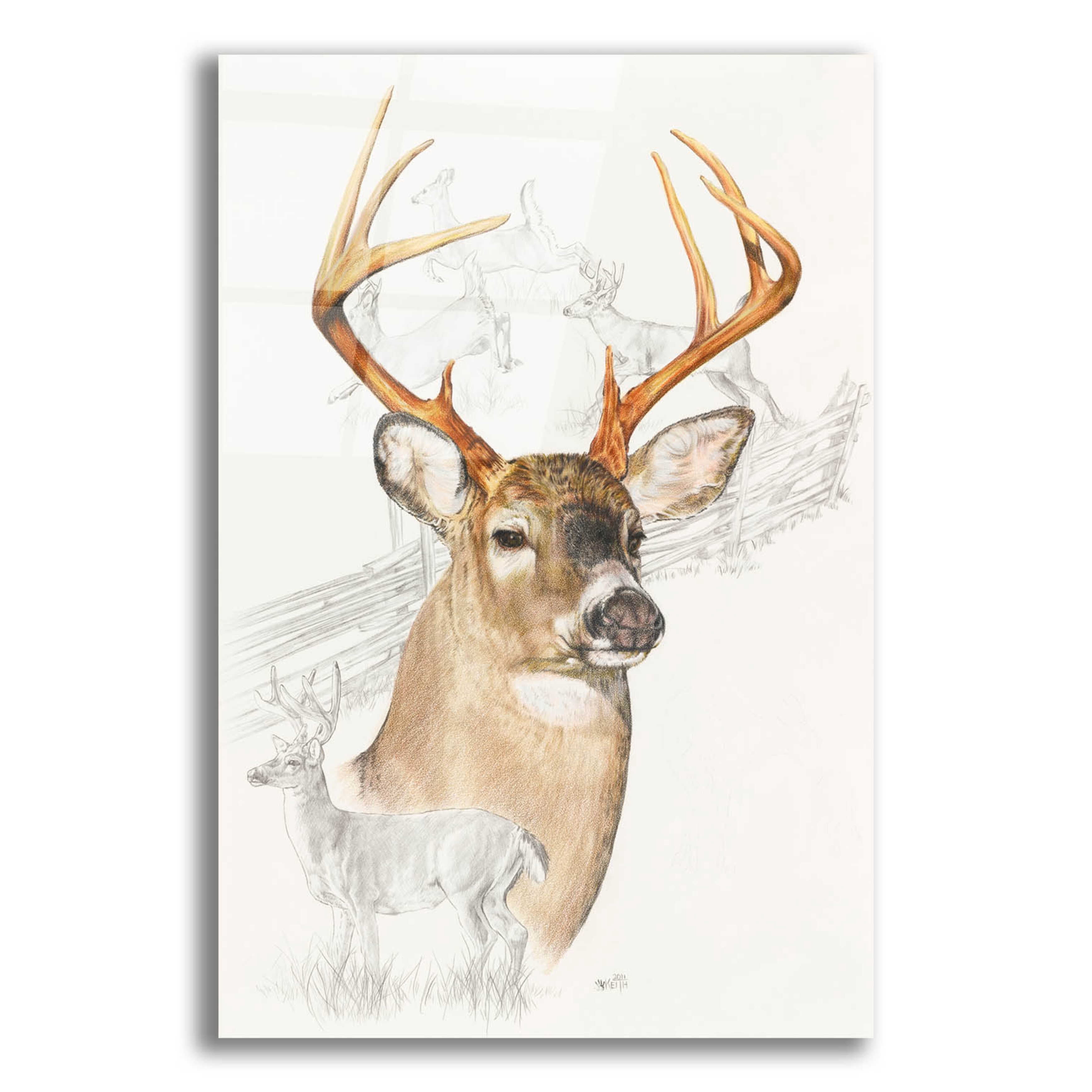 Epic Art 'White Tailed Deer' by Barbara Keith, Acrylic Glass Wall Art ...