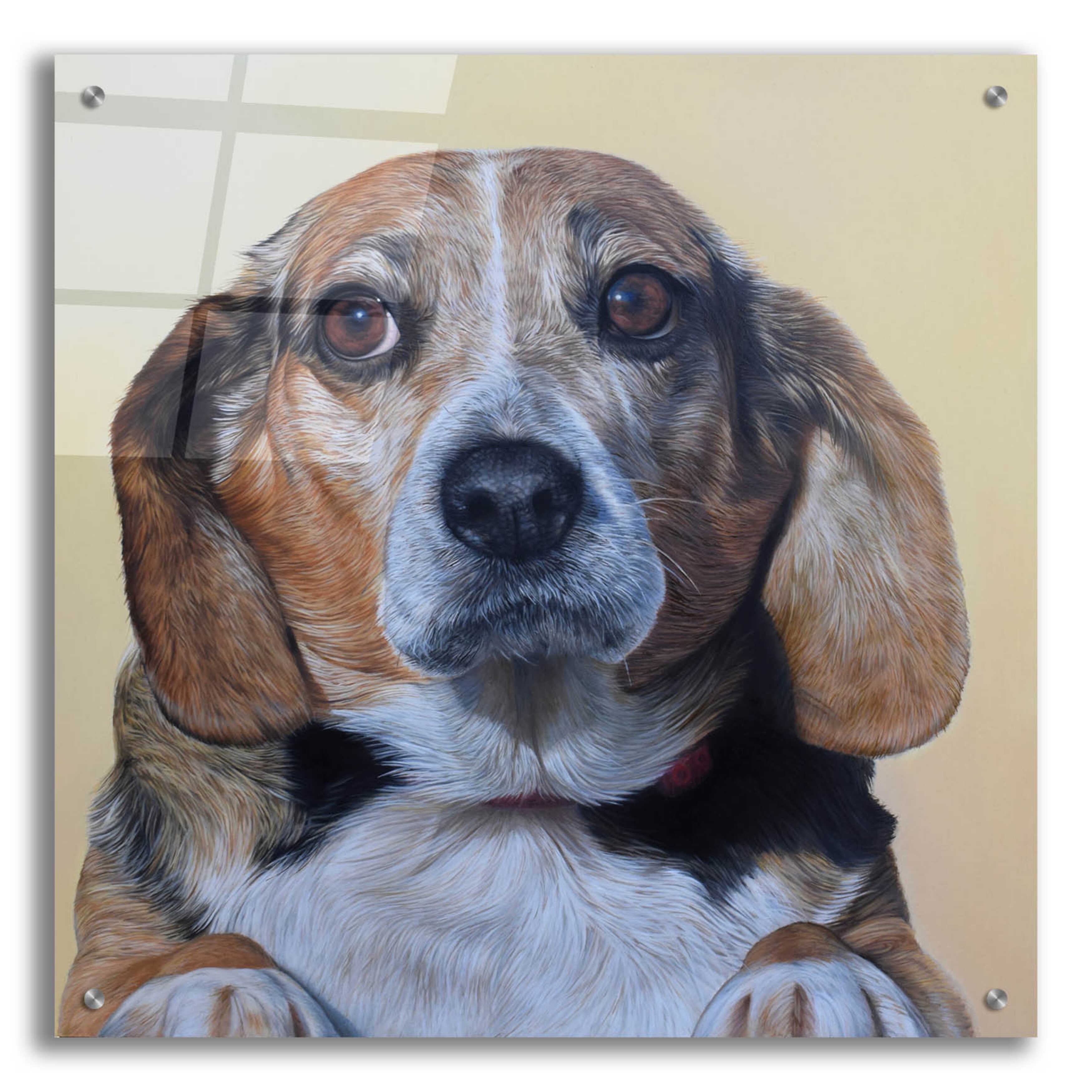 Epic Art 'Wiggles' by Sam Dolman, Acrylic Glass Wall Art, 24"x24 ...