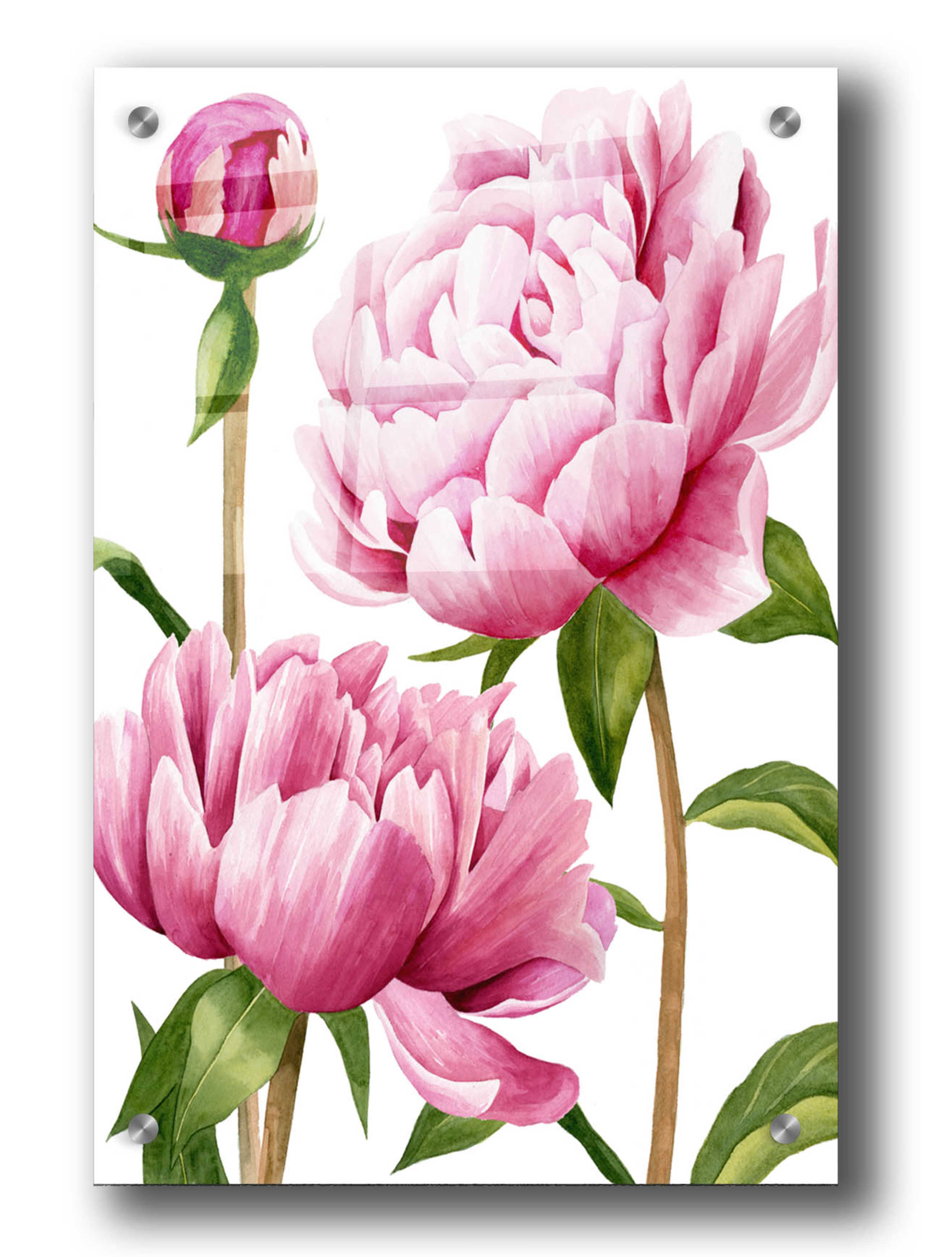 Epic Art 'Winsome Peonies I' by Grace Popp, Acrylic Glass Wall Art, 24 ...
