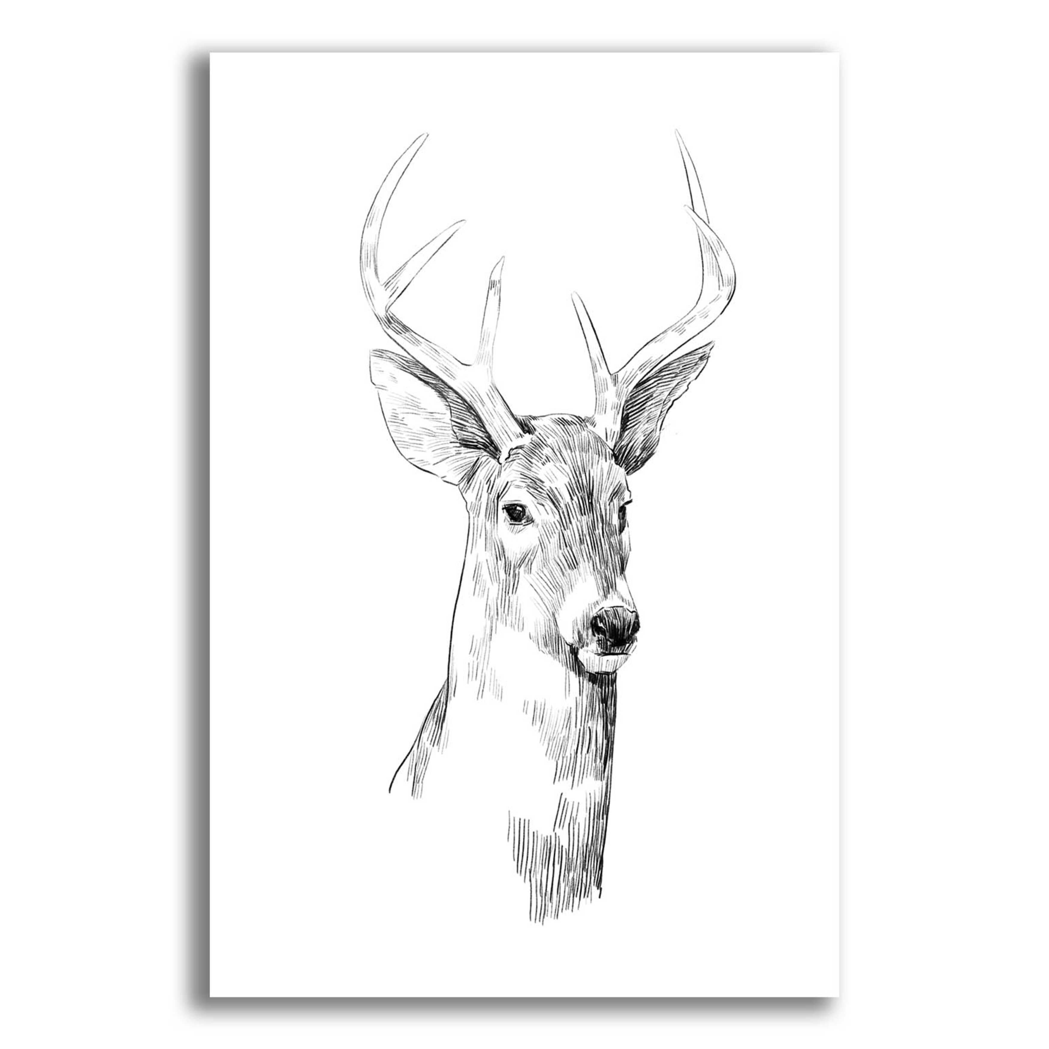Epic Art 'Young Buck Sketch I' by Emma Scarvey, Acrylic Glass Wall Art ...