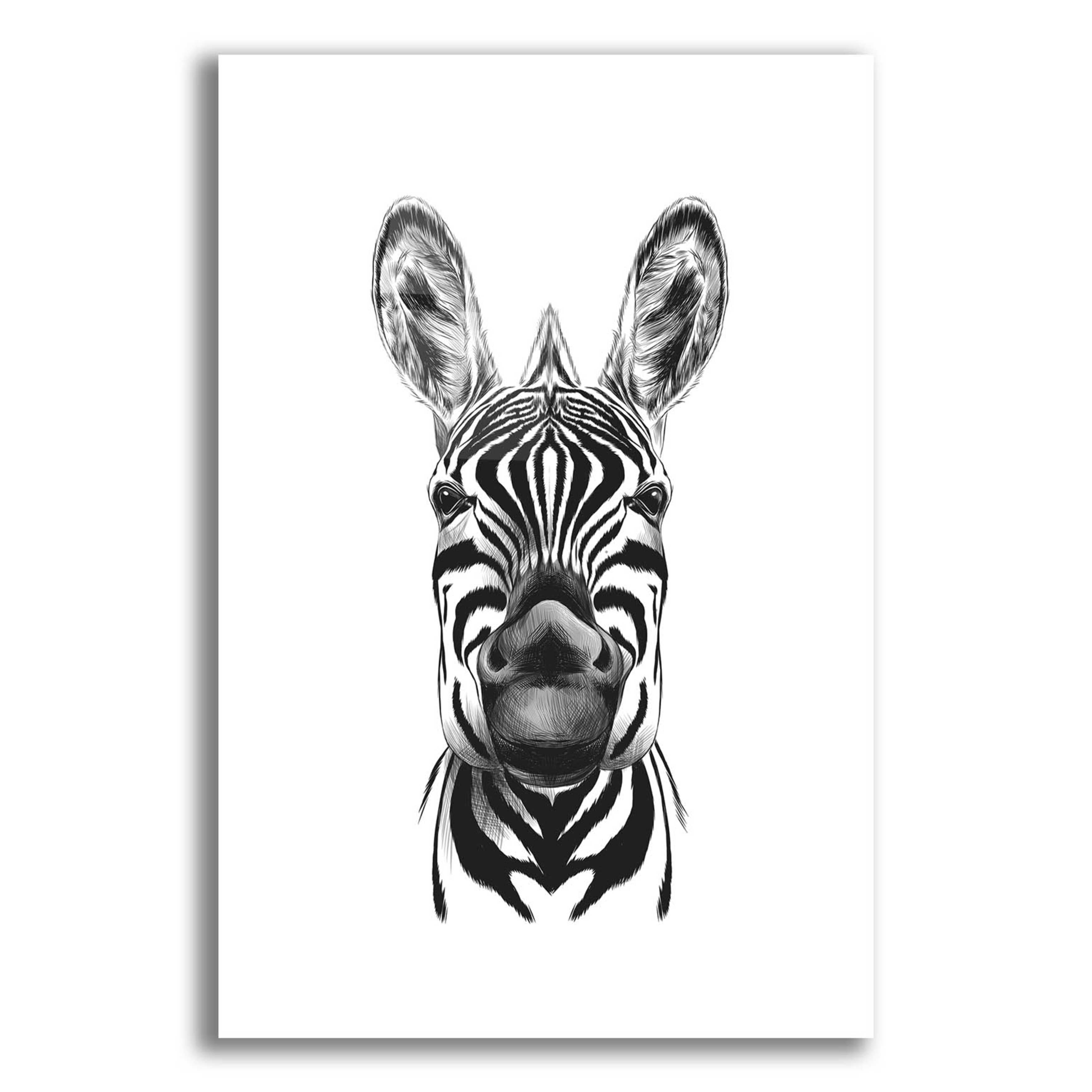 Epic Art 'Zebra Illustration' by Incado, Acrylic Glass Wall Art, 12"x16 ...