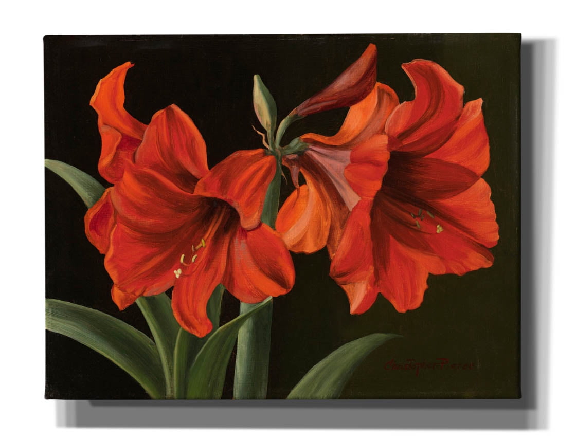 Epic Graffiti 'Amaryllis' by Christopher Pierce, Canvas Wall Art, 34 ...