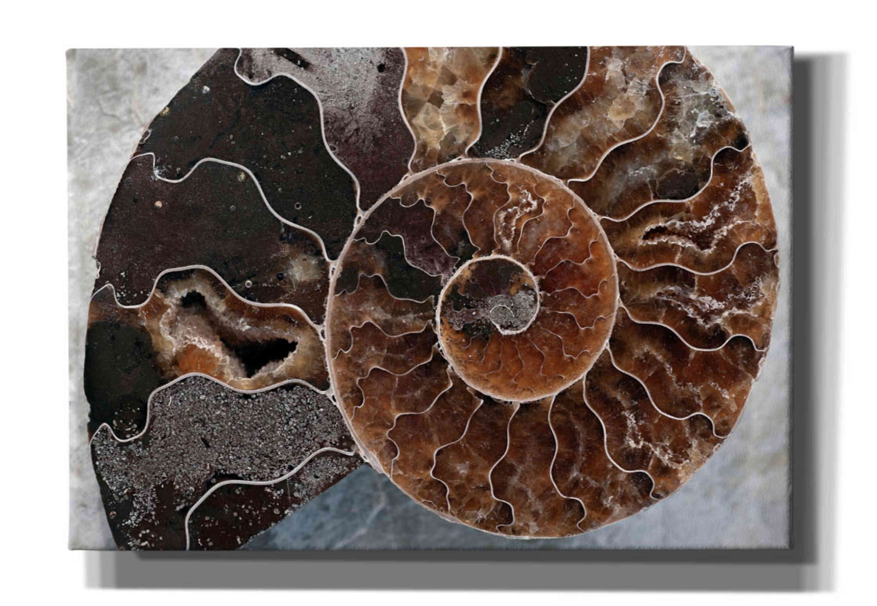 Epic Graffiti 'Ammonite Spiral' by Elena Ray, Canvas Wall Art, 26"x18 ...