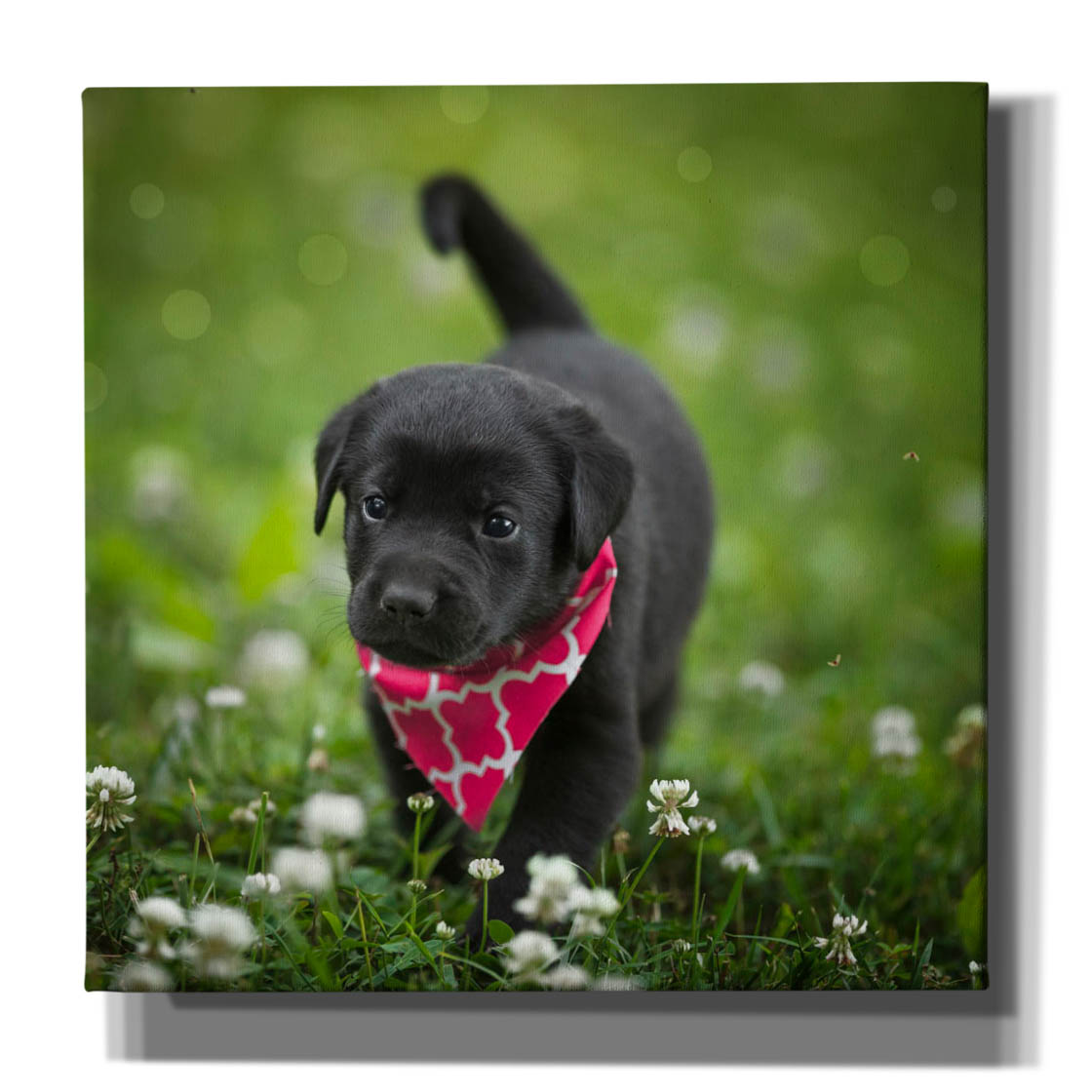 Epic Graffiti 'Black Lab Pup 3' by Jonathan Ross, Canvas Wall Art, 12 ...
